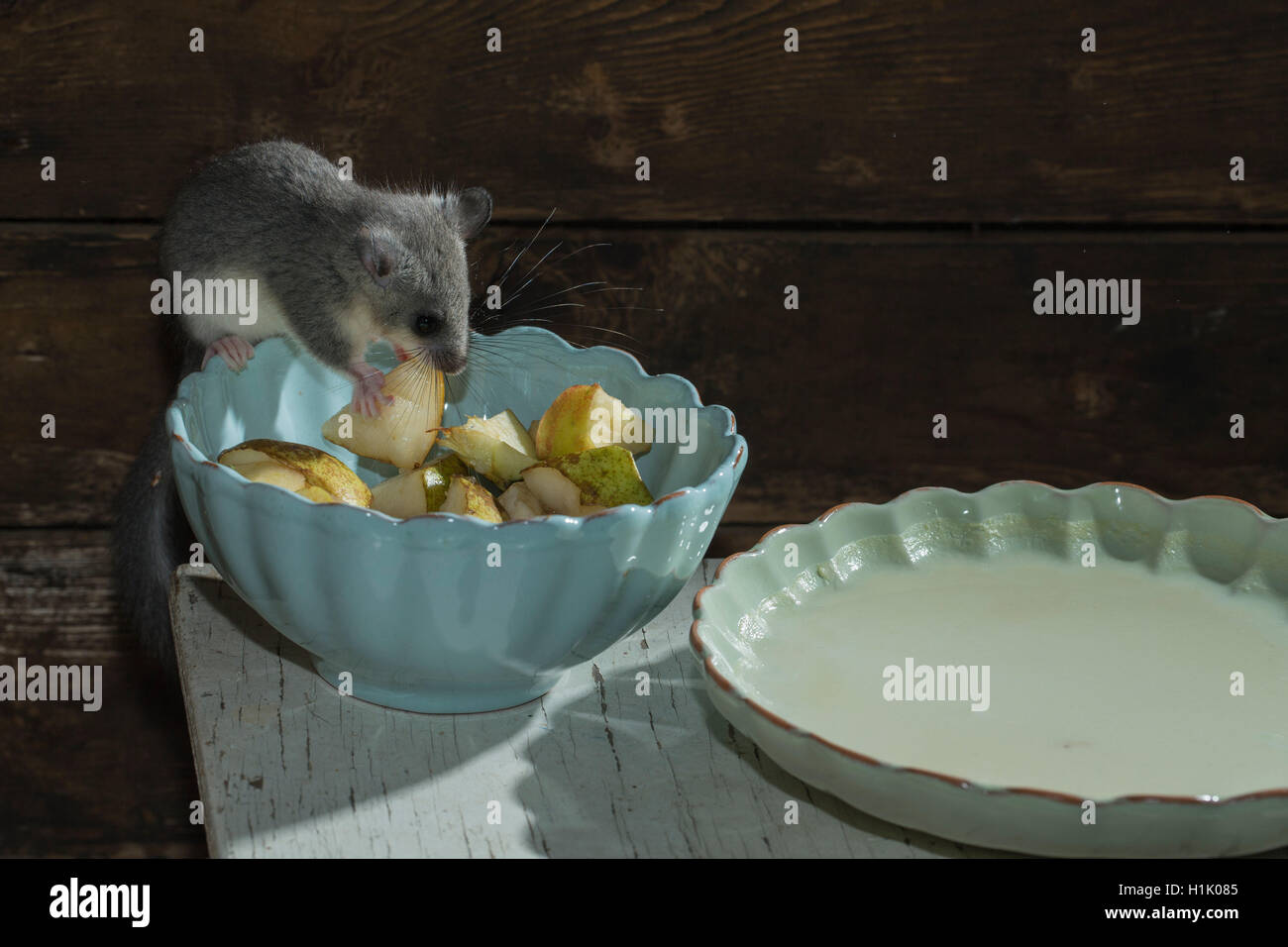 Fat Dormouse, Edible Dormouse, feeding in kitchen, feeding pieces of ...