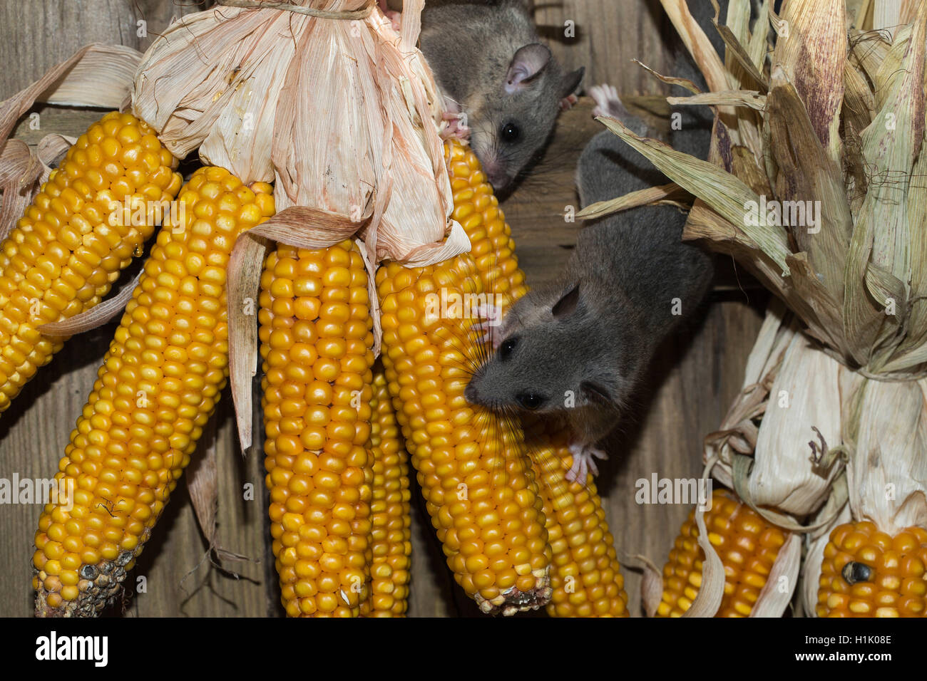 Fat Dormouse, Edible Dormouse, climbing on maize cobs hanging for ...