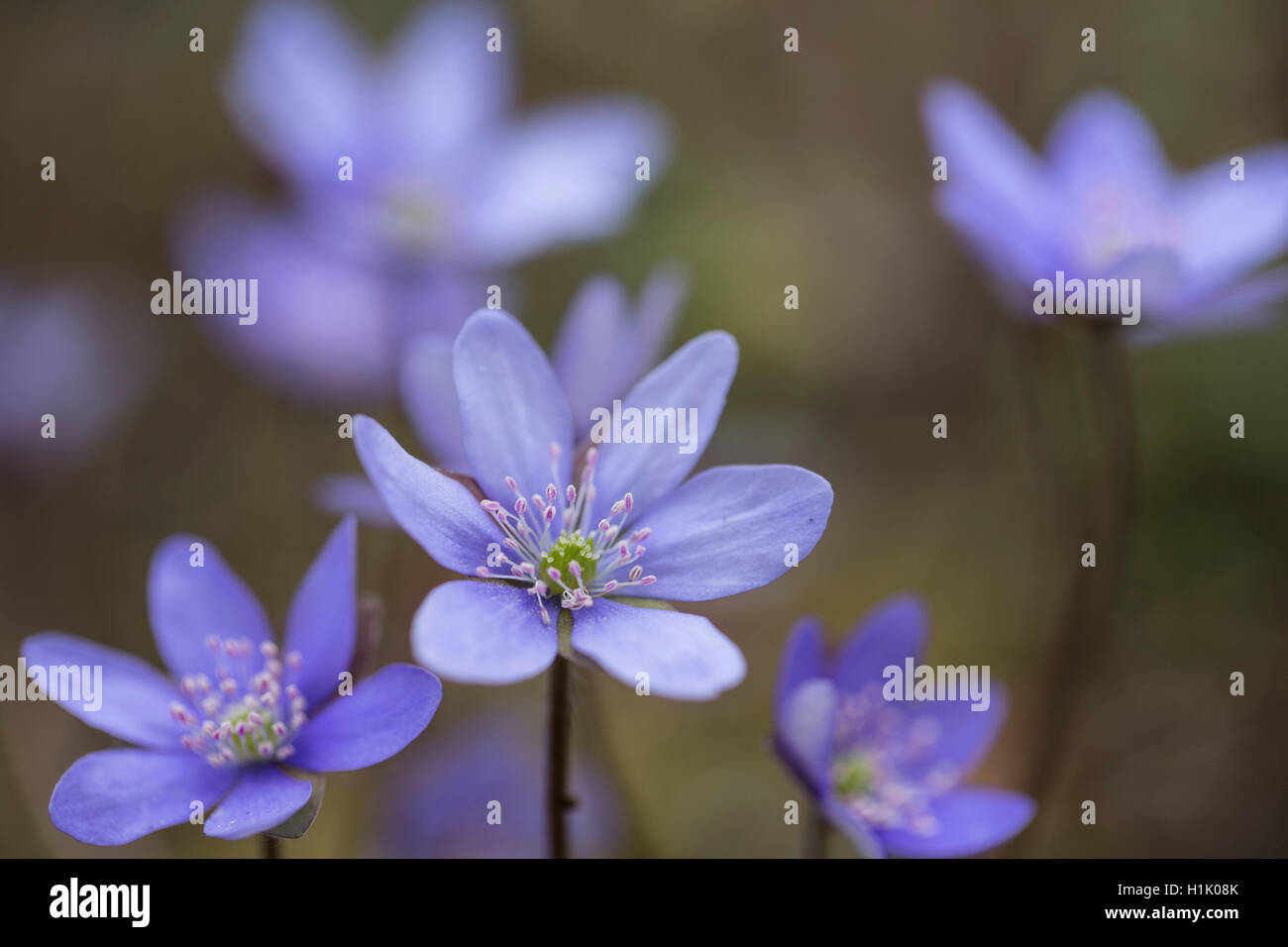 Liver leaf flowers hi-res stock photography and images - Alamy