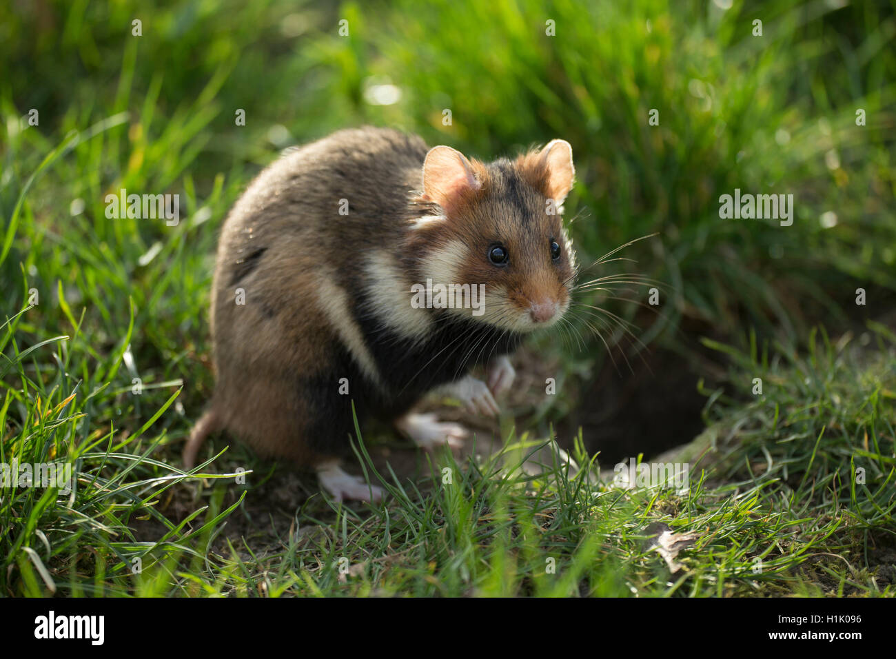 European Hamster at burrow, adult, Vienna, Austria, (Cricetus cricetus ...