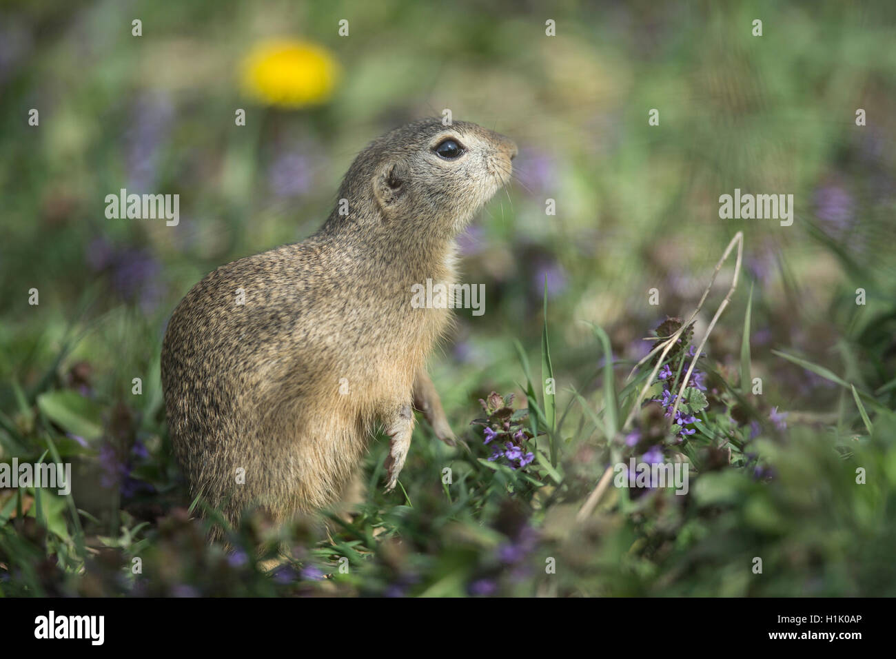 European Ground Squirrel, European Souslik, Vienna, Austria ...