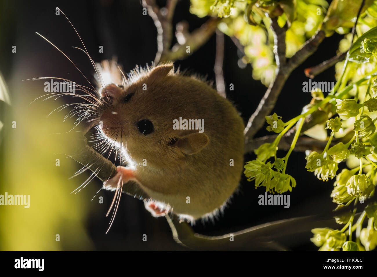 Hazel Dormouse adult, climbing on a branch with maple flowers ...