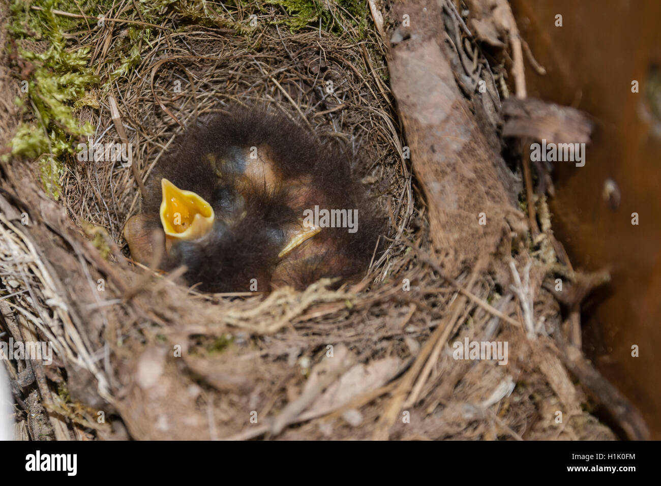 Erithacus rubecula nest hi-res stock photography and images - Alamy