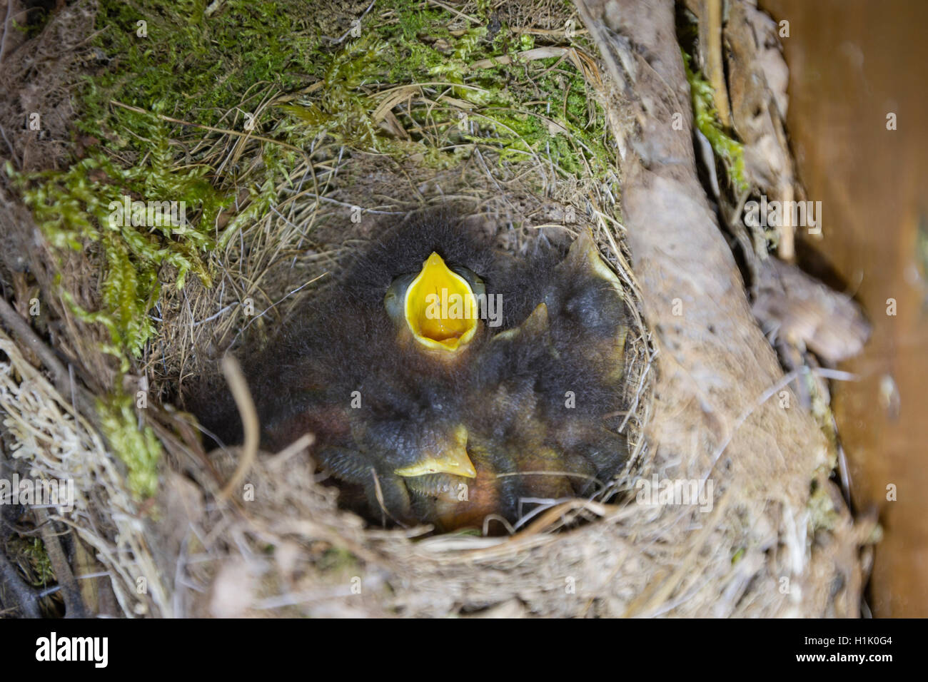 European Robins, chicks in nest, Lower Saxony Germany, (Erithacus ...