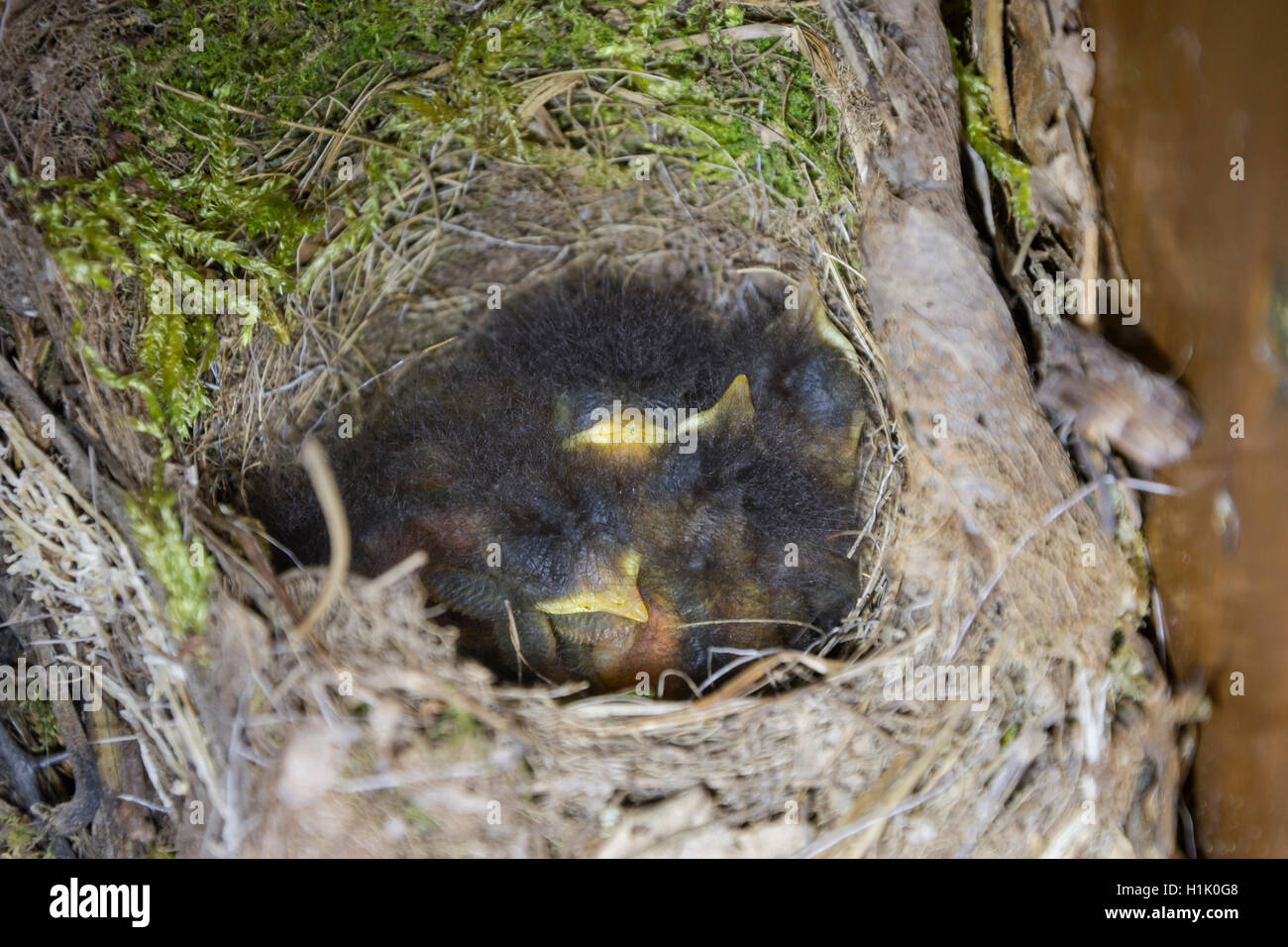 European Robins, chicks in nest, Lower Saxony Germany, (Erithacus ...