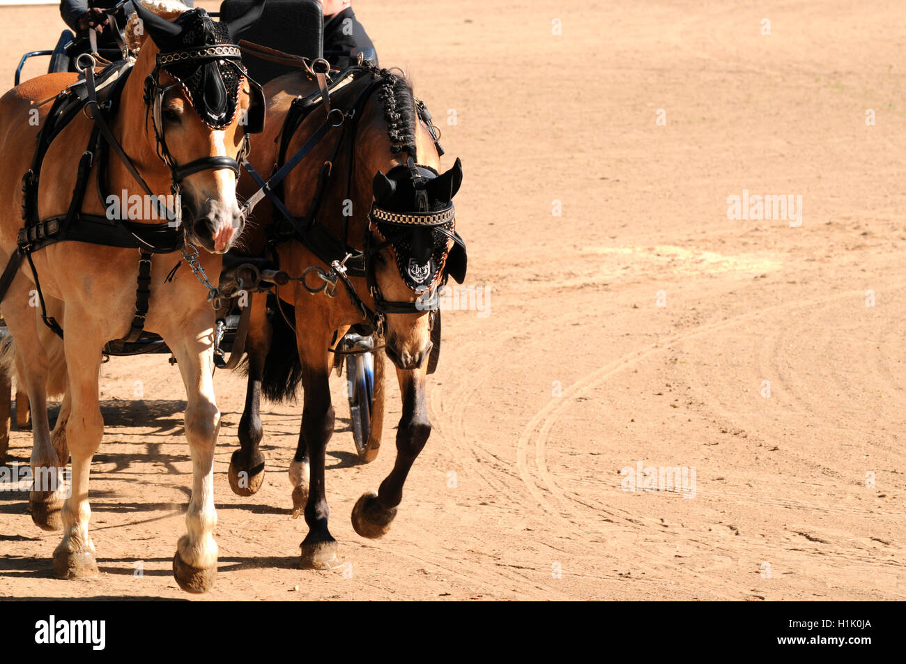 Combined Driving, carriage, equestrian sport, harness, pair of horses ...
