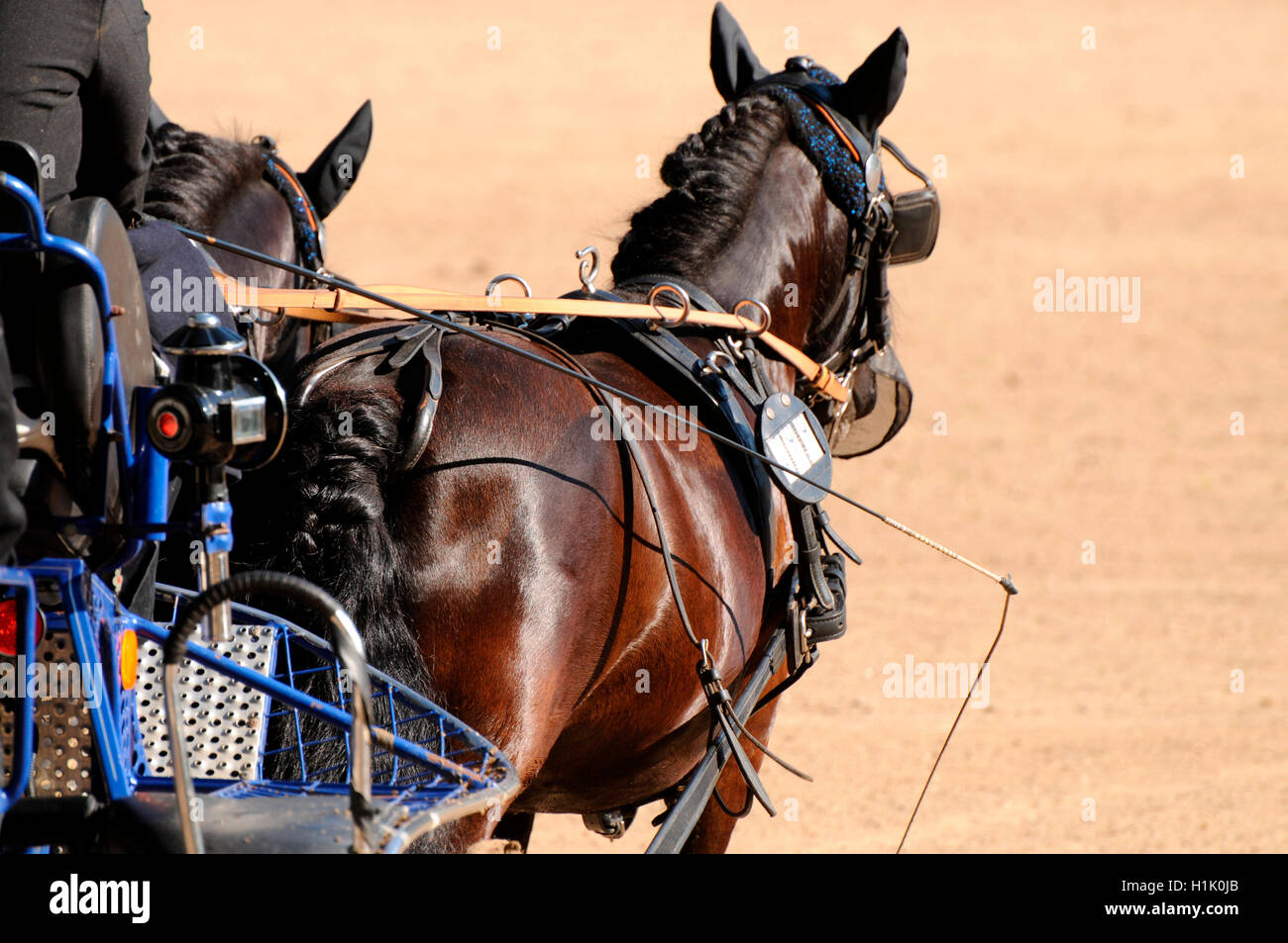 Combined Driving, carriage, equestrian sport, harness, pair of horses ...