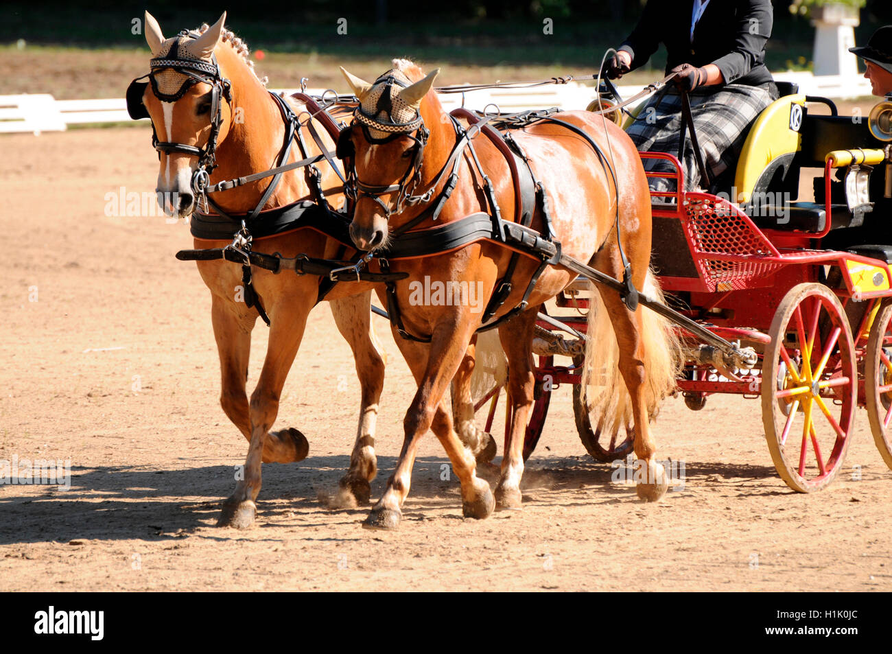 Haflinger, Combined Driving, carriage, equestrian sport, harness, pair ...