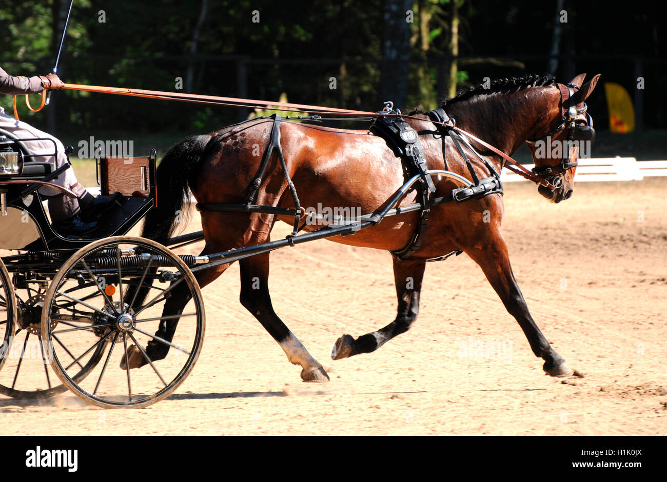 heavy warmblood, Combined Driving, carriage, equestrian sport, harness ...