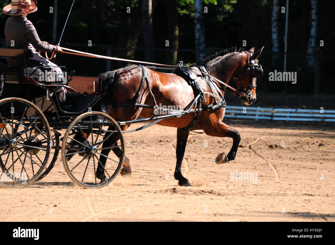 heavy warmblood, Combined Driving, carriage, equestrian sport, harness ...