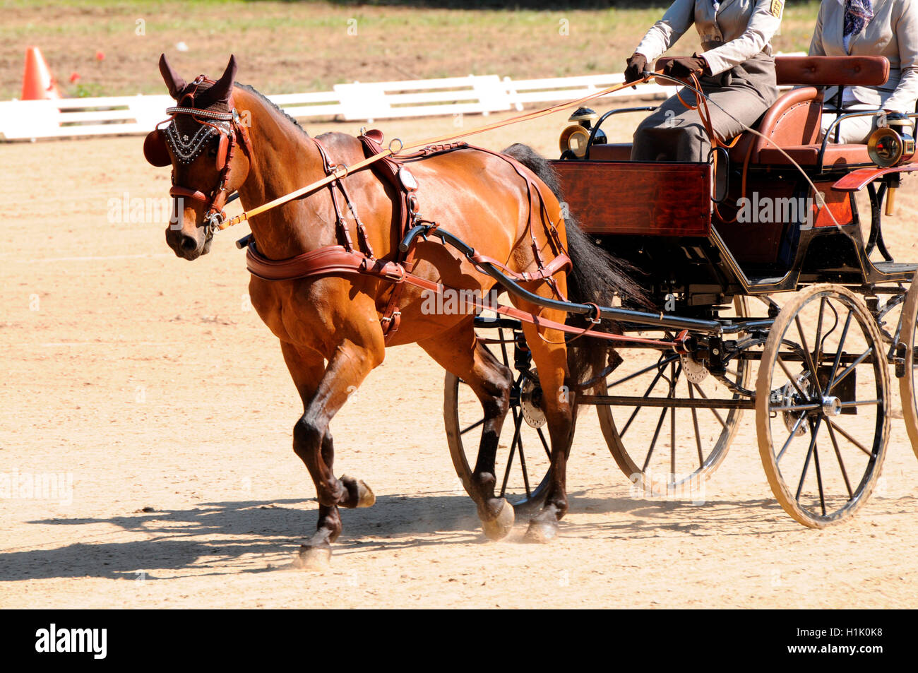 Holsteiner Horse, Combined Driving, carriage, equestrian sport, harness ...