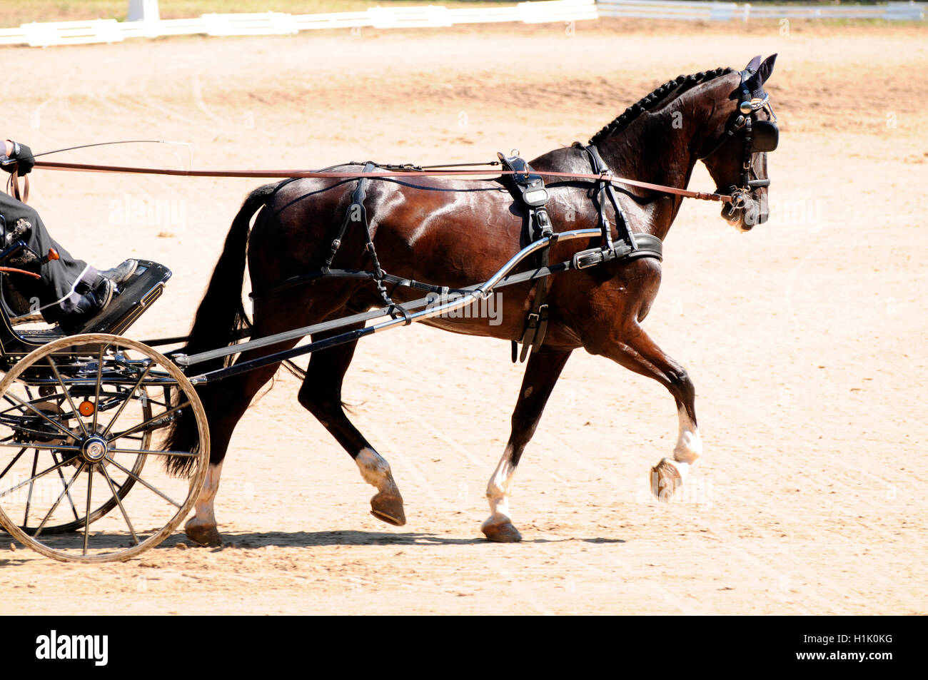 KWPN, Combined Driving, carriage, equestrian sport, harness Stock Photo ...