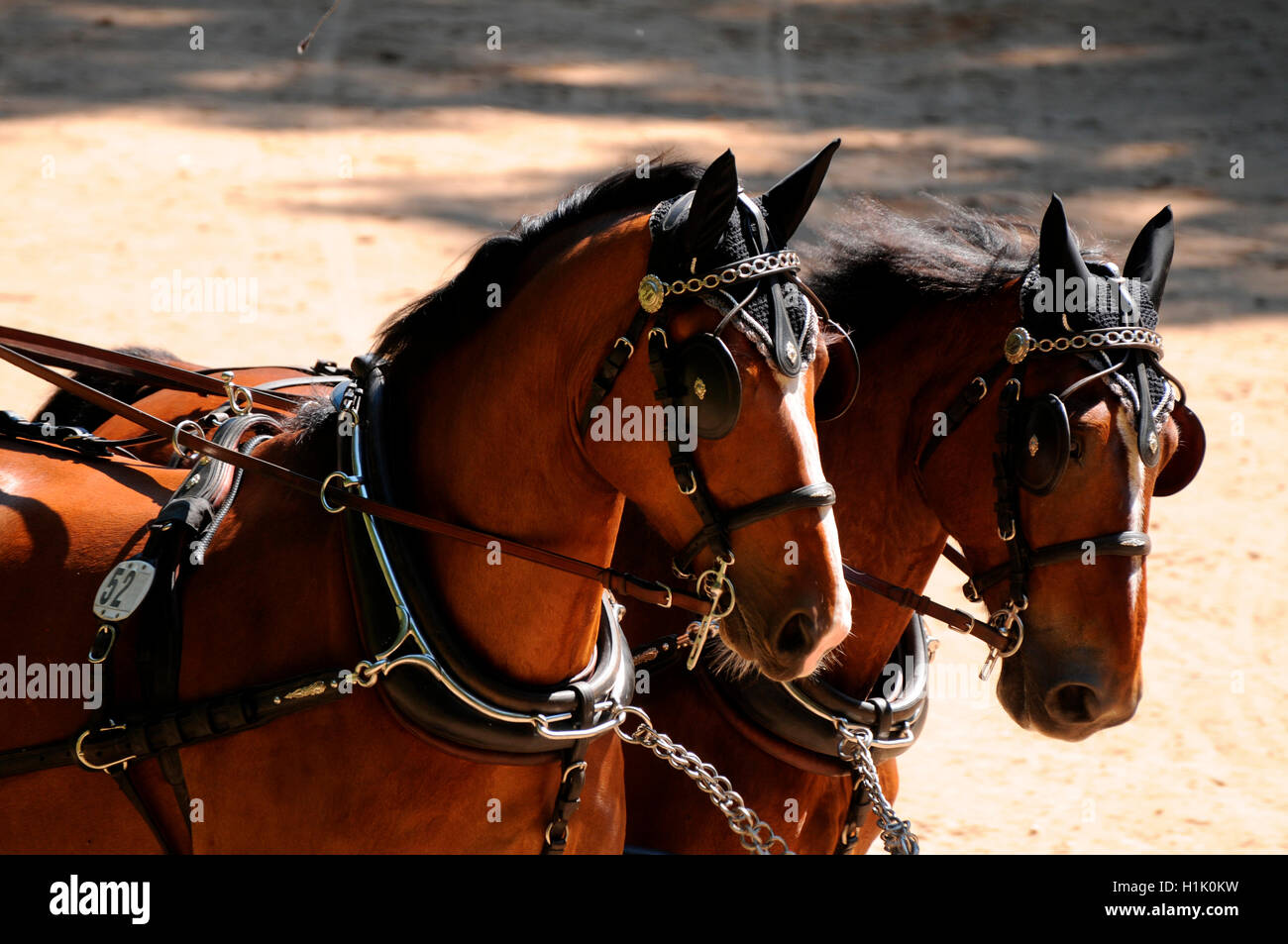 Saxon-Thuringian Heavy Warmblood, Combined Driving, carriage ...