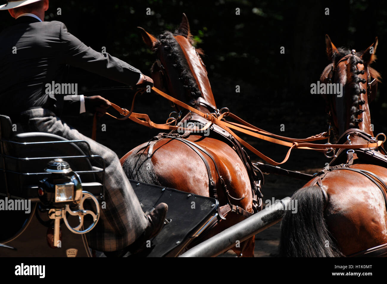 Combined Driving, carriage, equestrian sport, harness, pair of horses ...