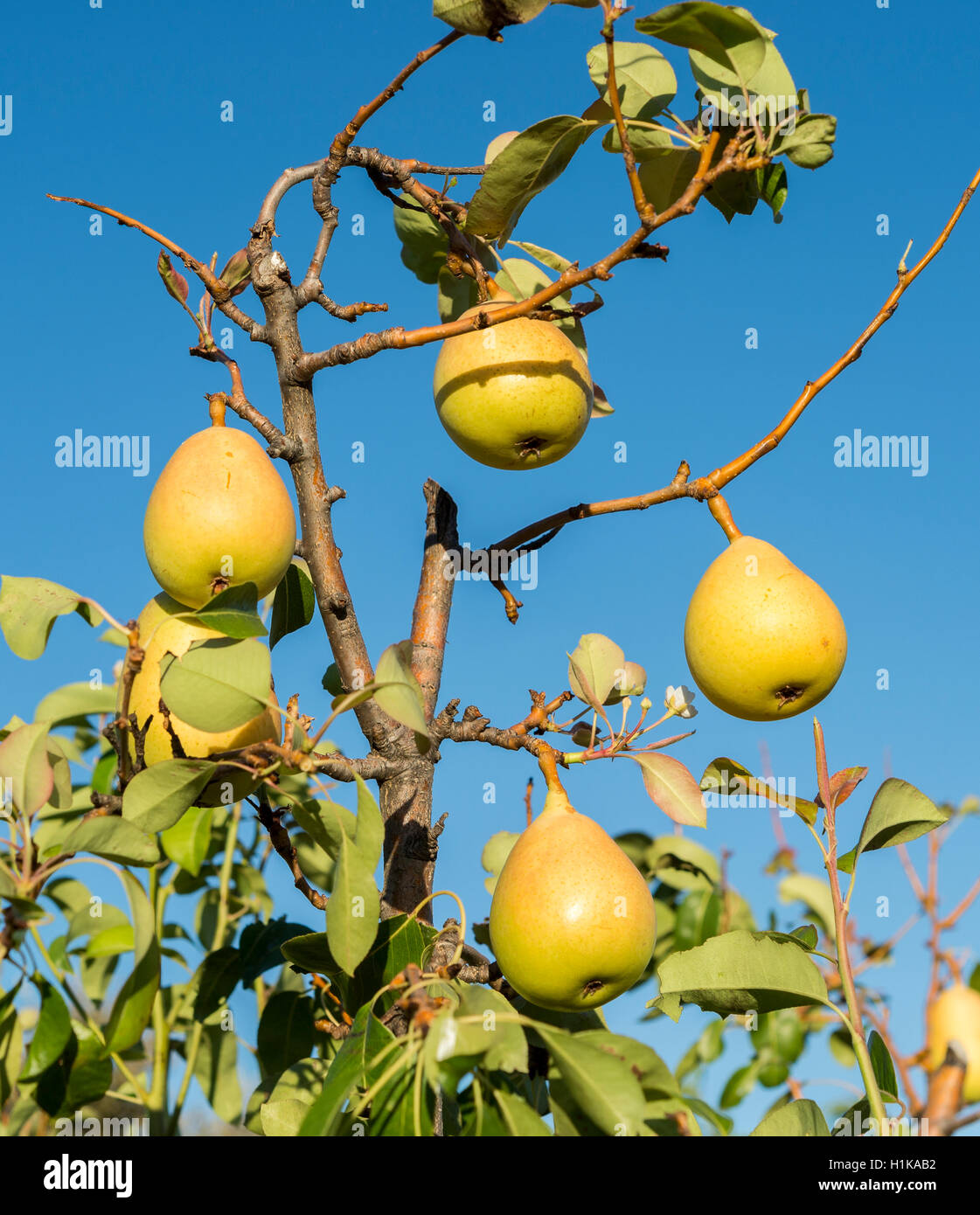 Common pears pyrus communis hi-res stock photography and images - Alamy