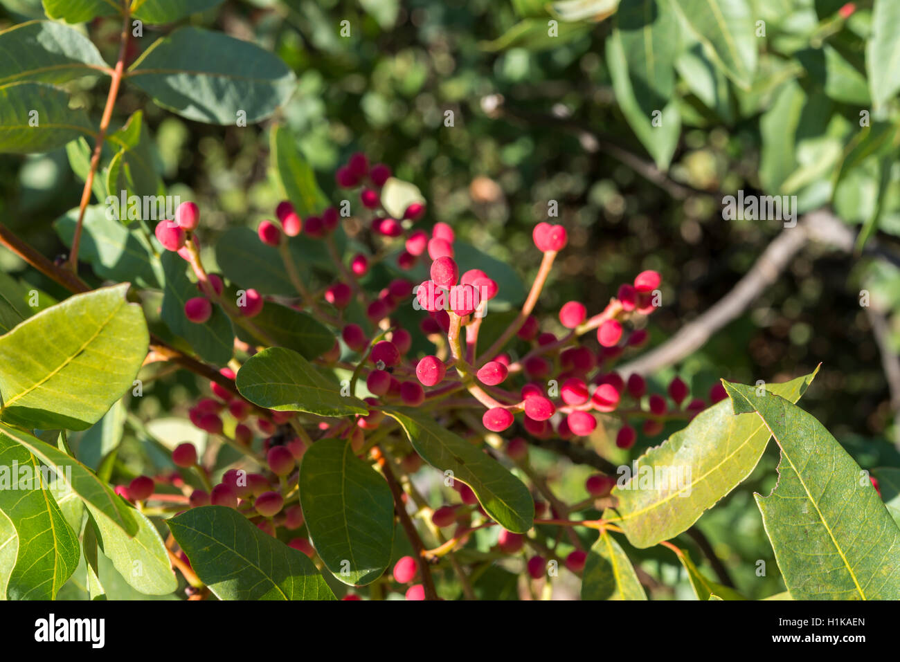 Foliage and fruits of Terebinth, Pistacia terebinthus. It is a species ...