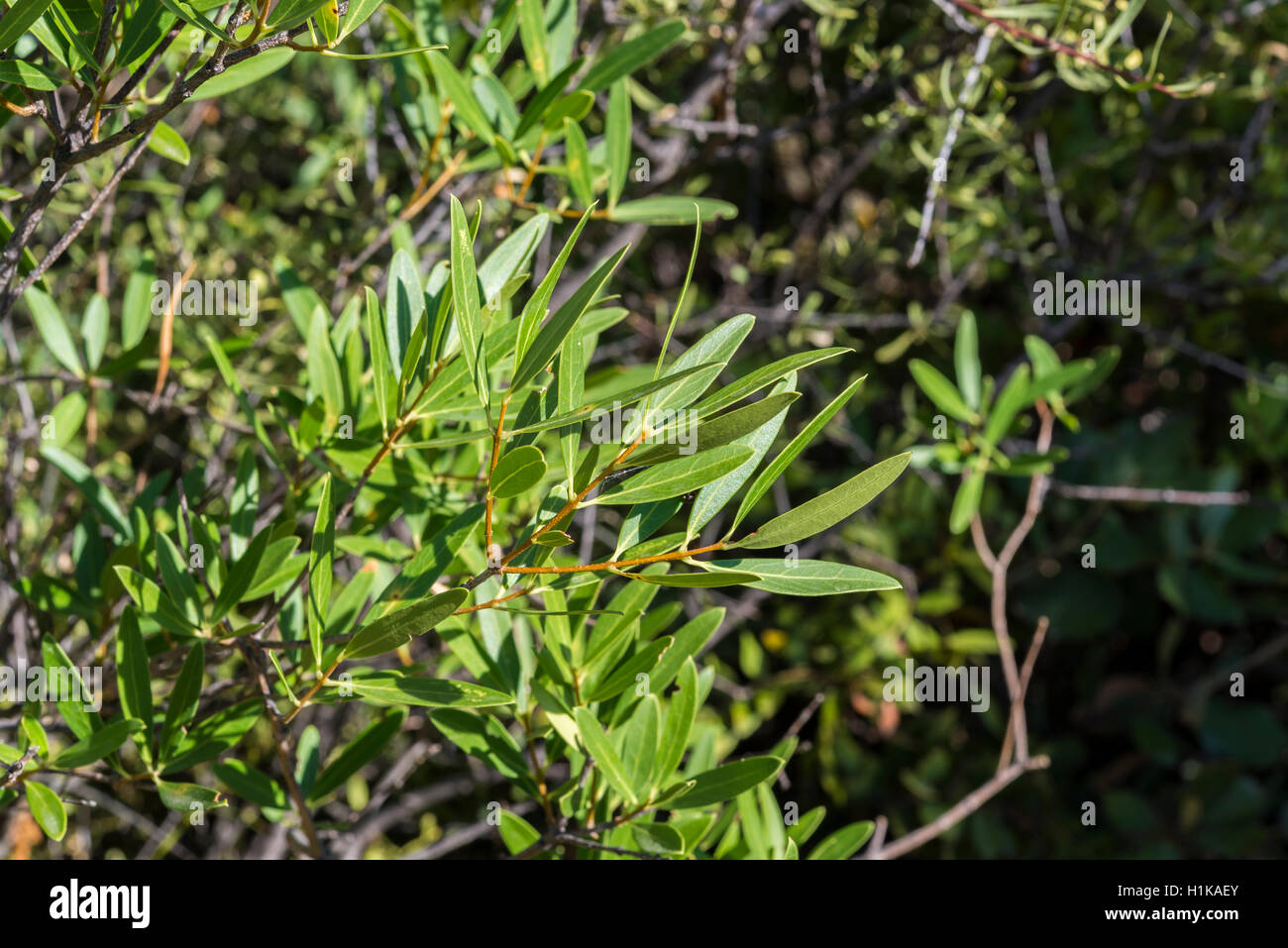 Foliage of Phillyrea angustifolia. It is a species in the family ...