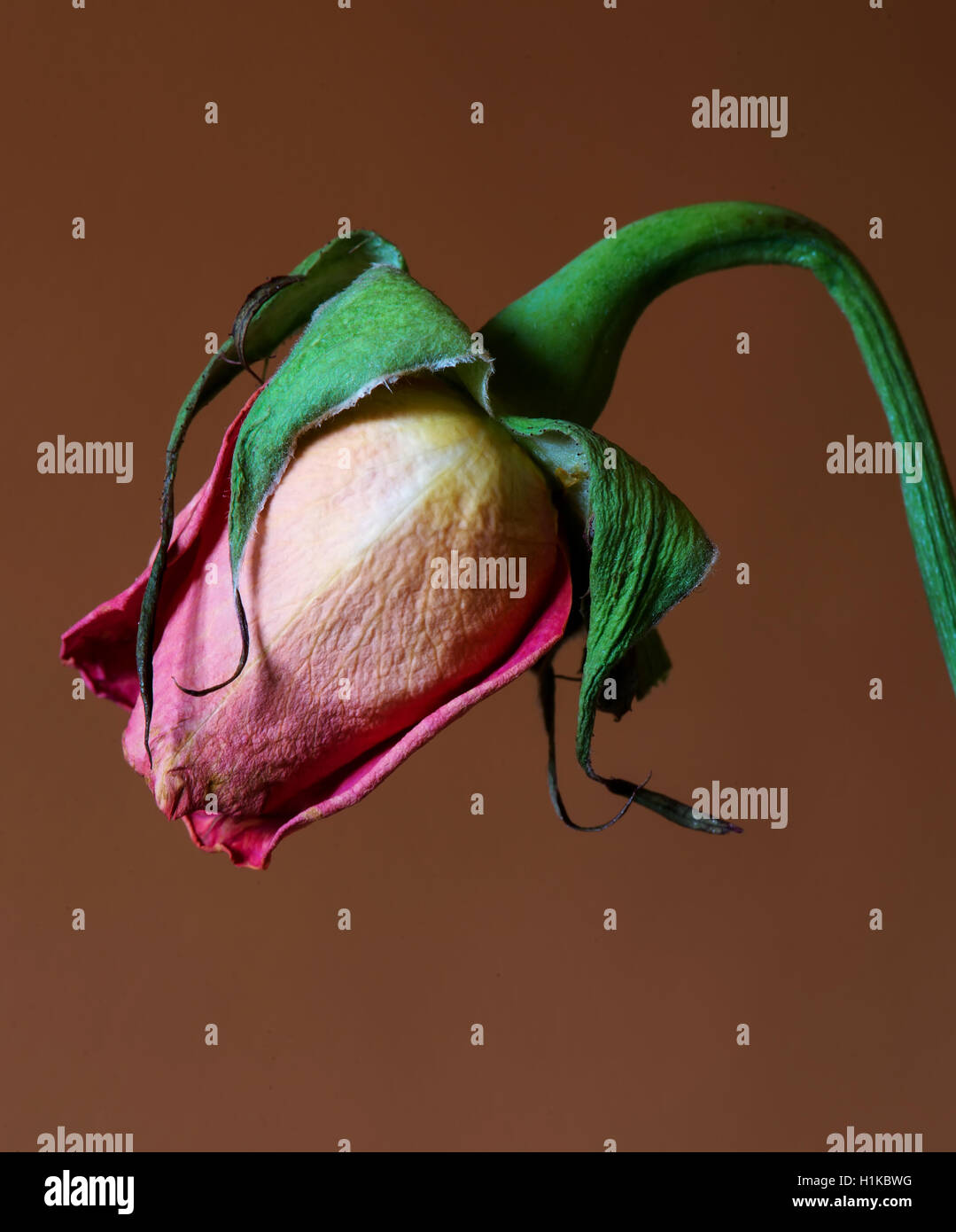 Wilted rose hi-res stock photography and images - Alamy