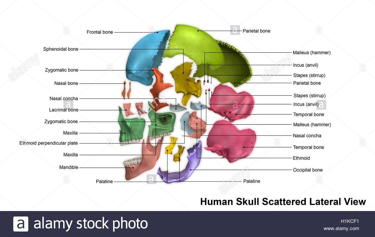 Skull And Bones Stock Photos & Skull And Bones Stock Images - Alamy