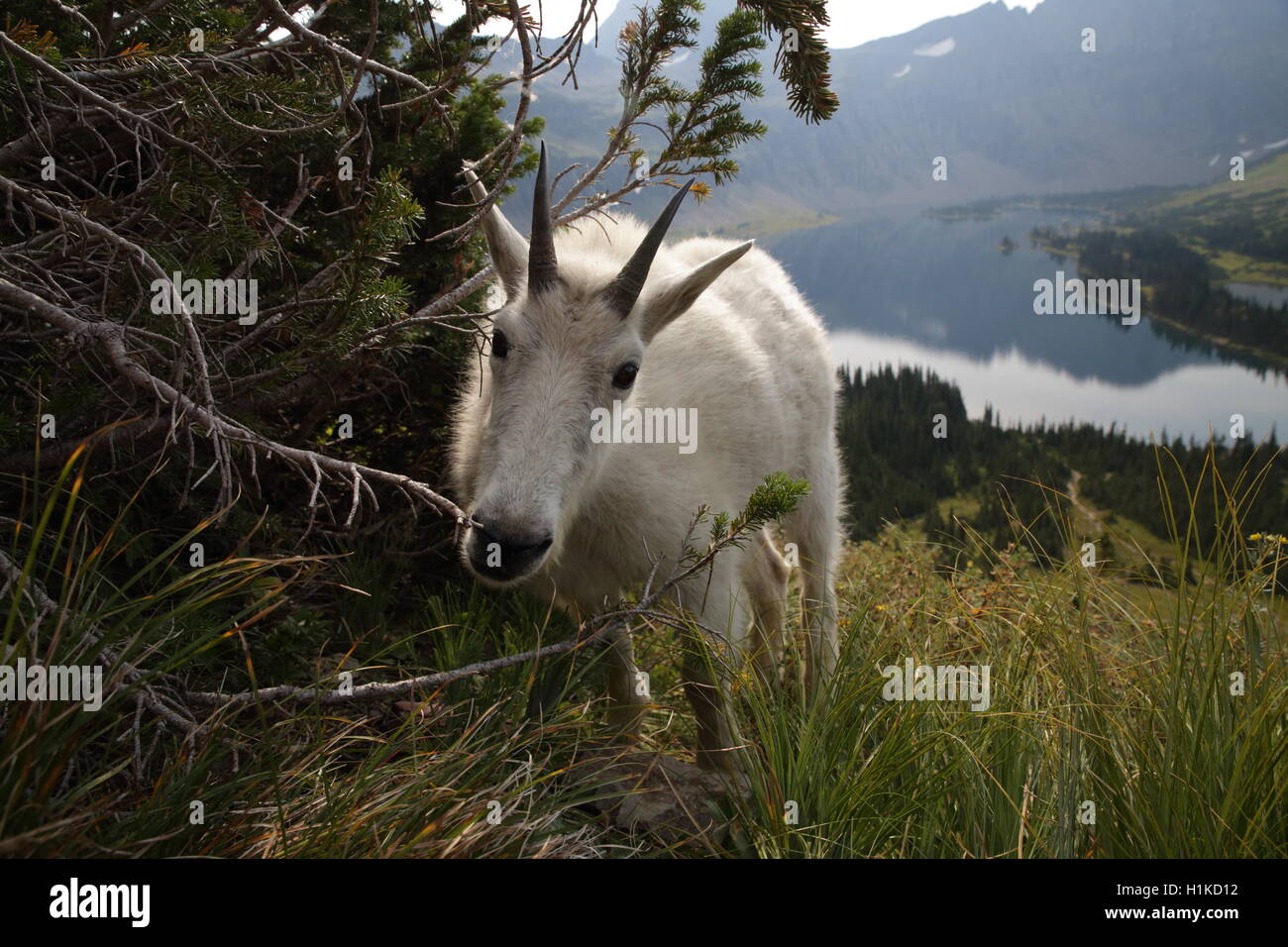 Mountain Goat Oreamnos americanus Glacier National Park Montana USA ...