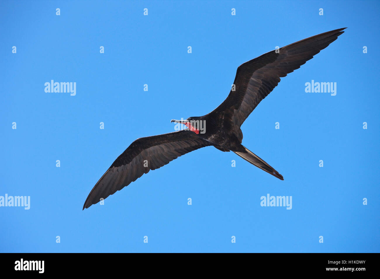 Magnificent Frigatebird in flight, Fregata magnificens, North Seymour ...