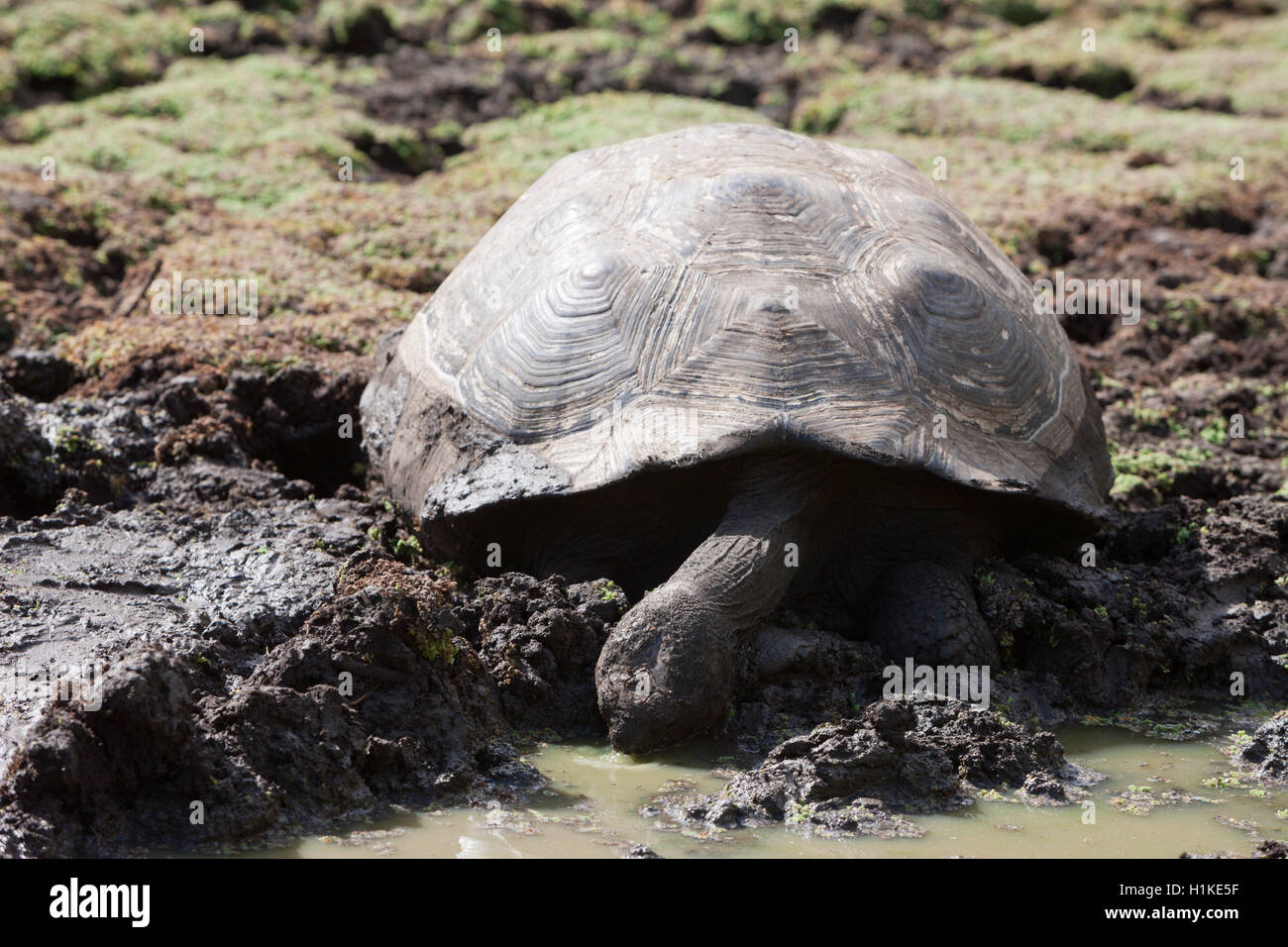 Galapagos giant tortoise side view hi-res stock photography and images ...