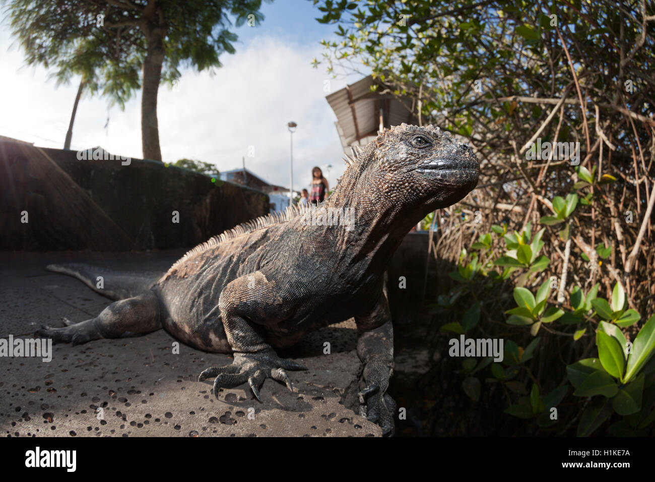 Amblyrhynchus c cristatus hi-res stock photography and images - Alamy