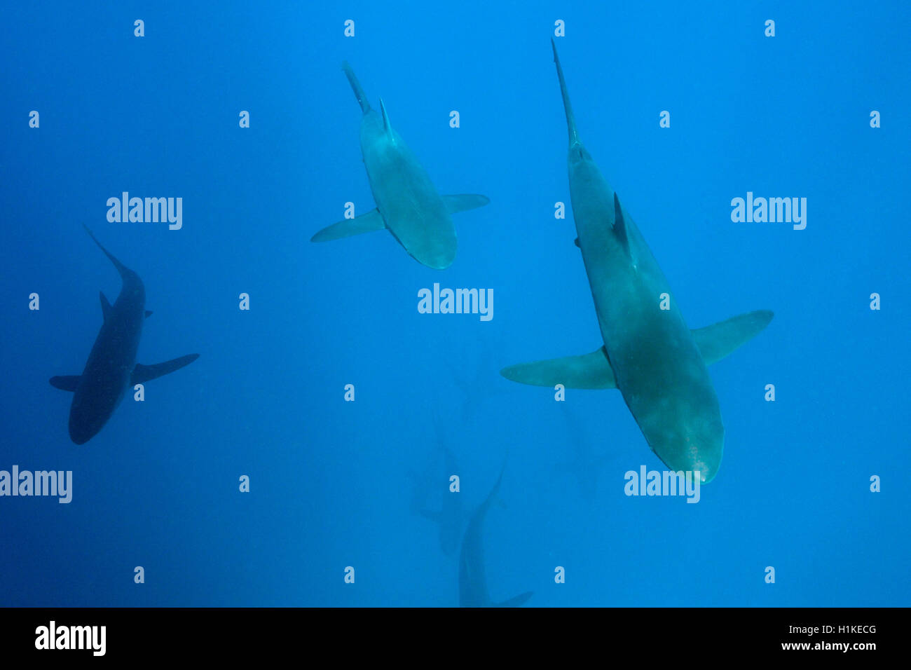 Silky Sharks, Carcharhinus falciformis, Arch, Darwin Island, Galapagos ...