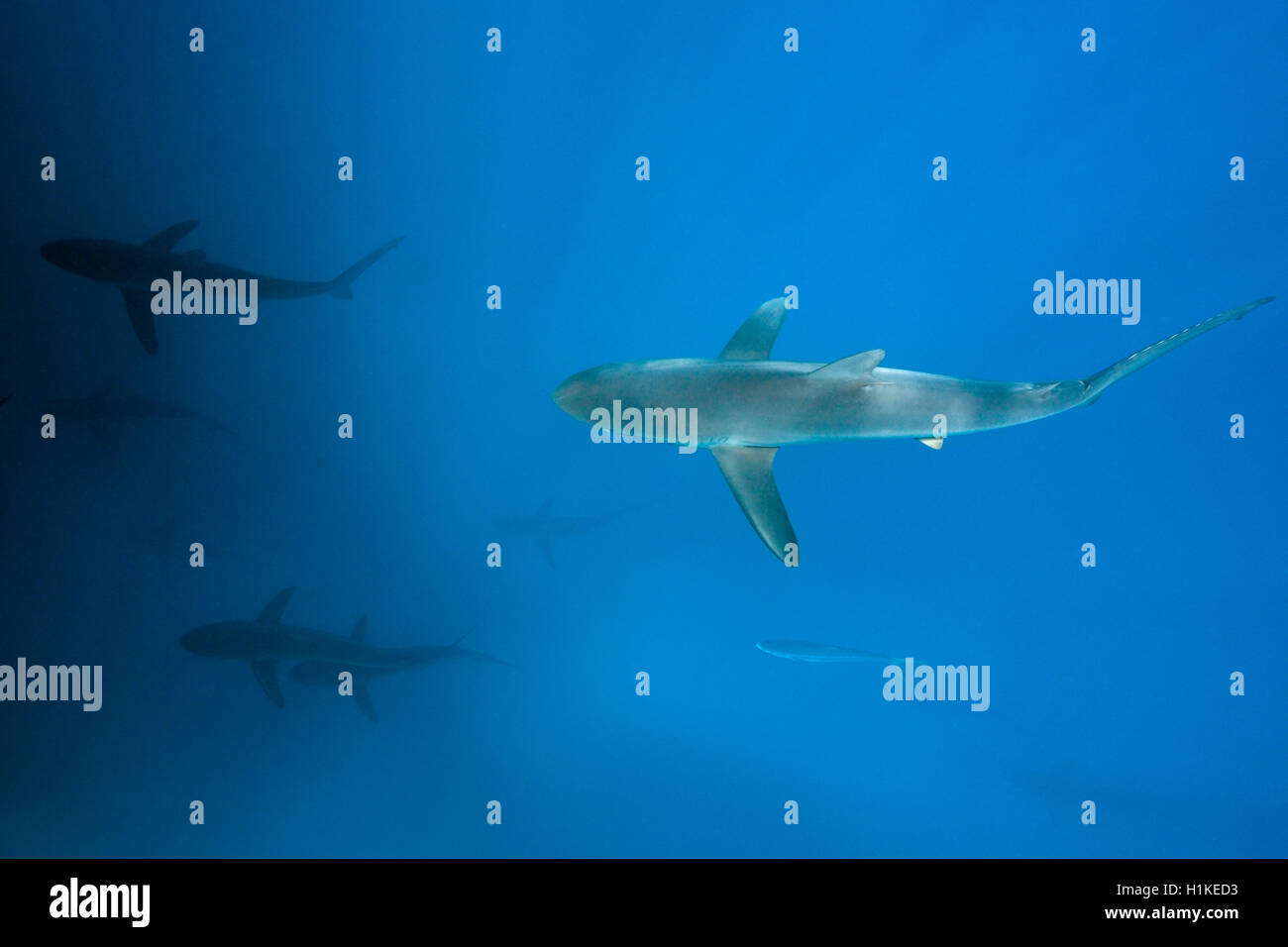 Silky Sharks, Carcharhinus falciformis, Arch, Darwin Island, Galapagos ...