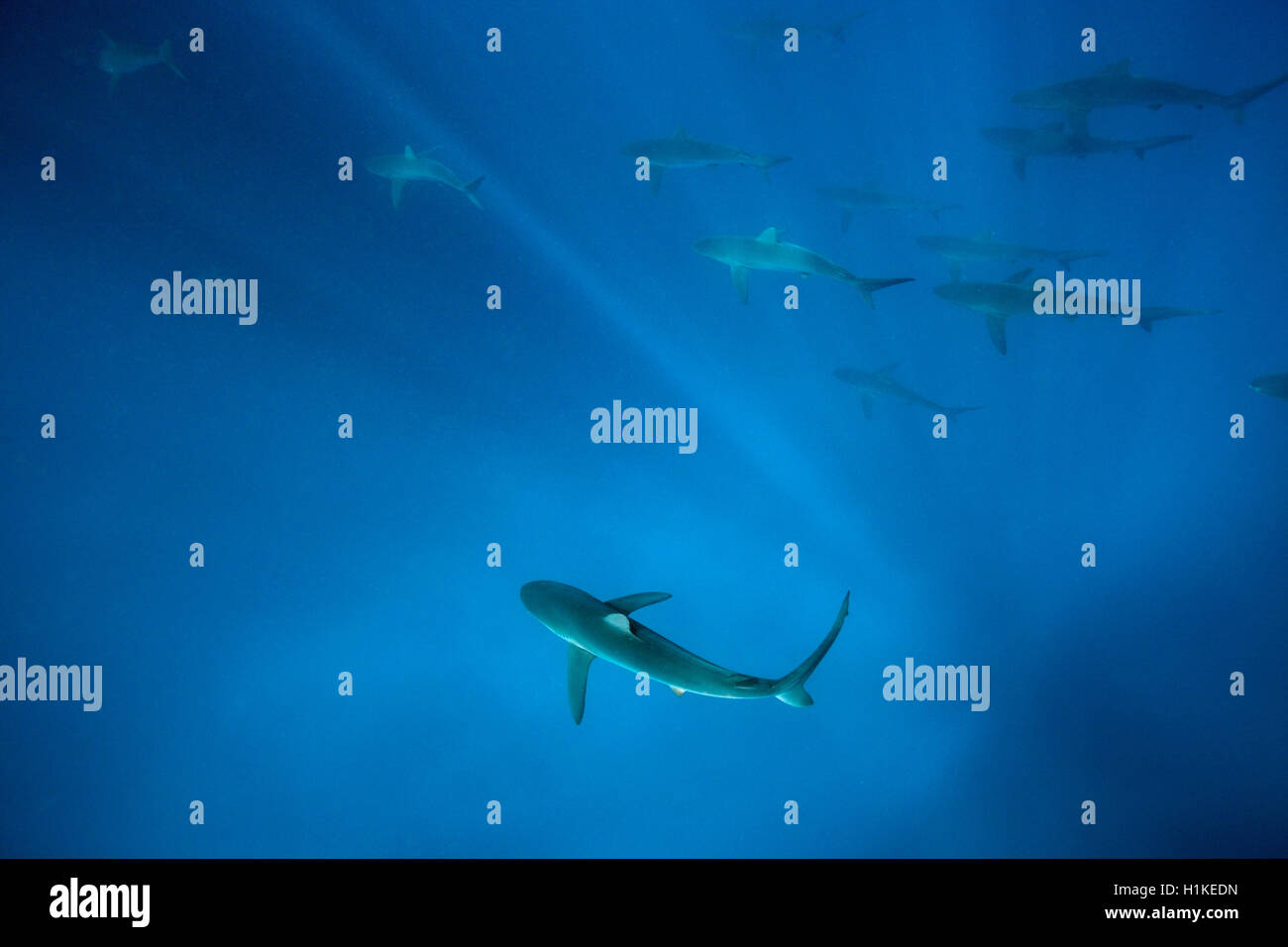 Silky sharks darwin island hi-res stock photography and images - Alamy
