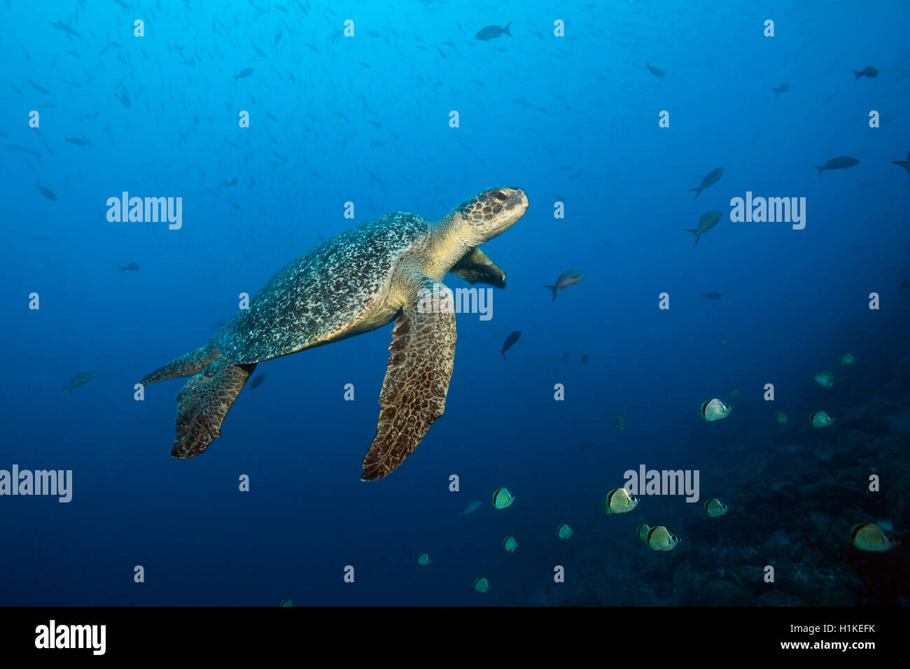 Green Sea Turtle, Chelonia mydas, Arch, Darwin Island, Galapagos ...