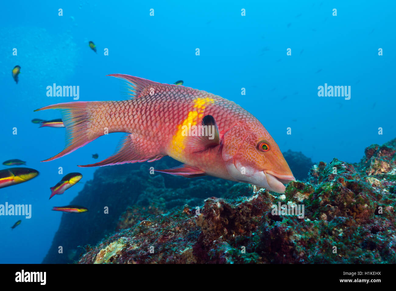 Hogfish Hog Snapper Underwater