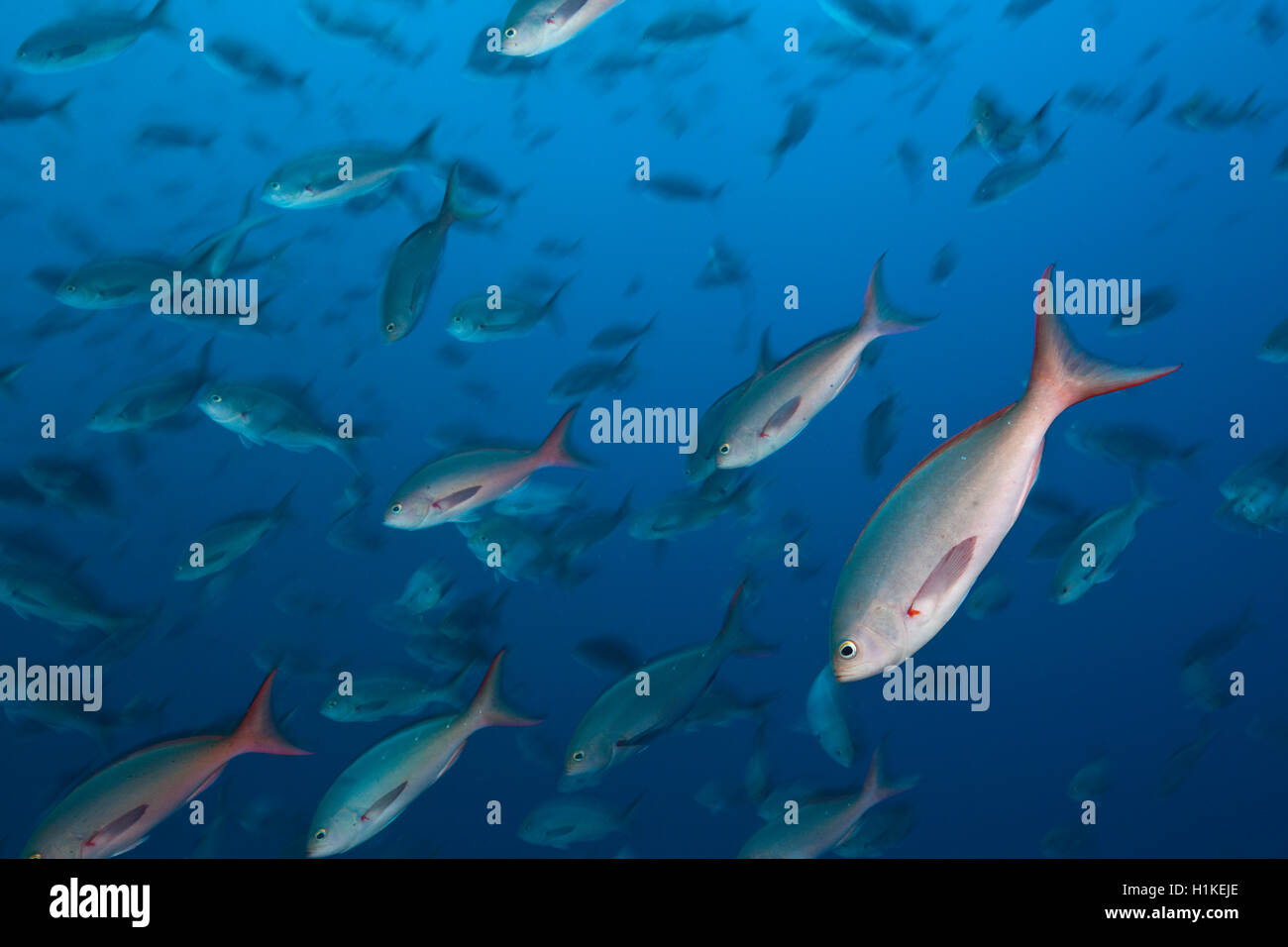 Shoal of Pacific Creolefish, Paranthias colonus, Wolf Island, Galapagos ...