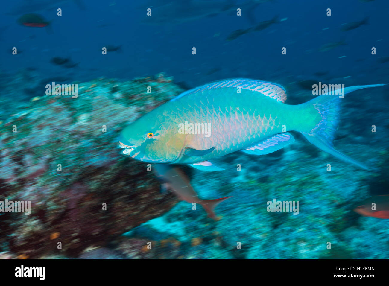 Parrotfish One High Resolution Stock Photography and Images - Alamy
