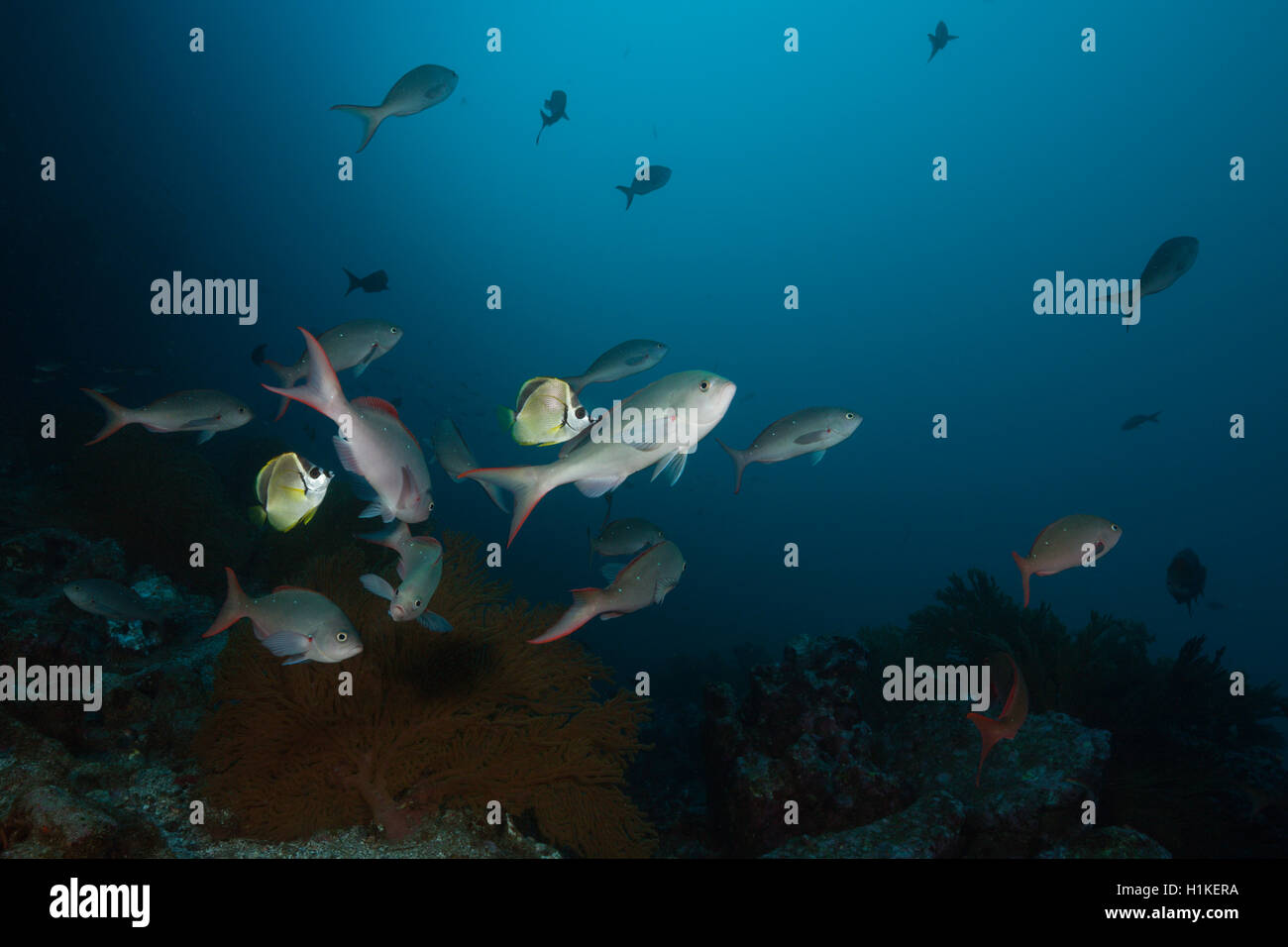 Barber fish hi-res stock photography and images - Alamy