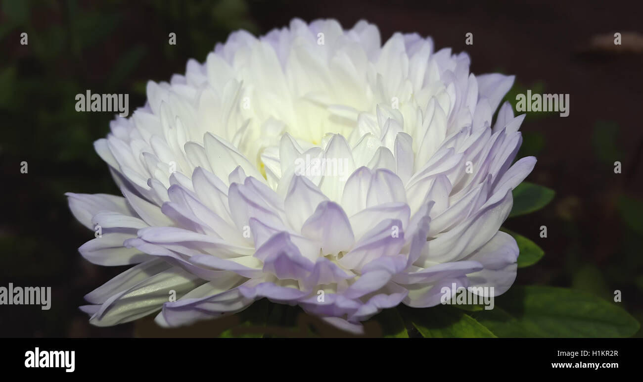 White Aster flower Stock Photo - Alamy