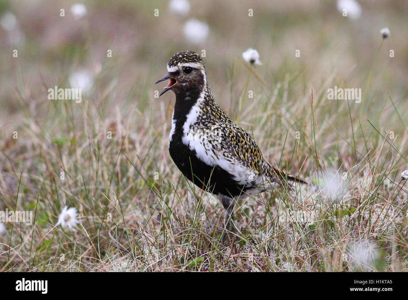 Tussock birds hi-res stock photography and images - Alamy