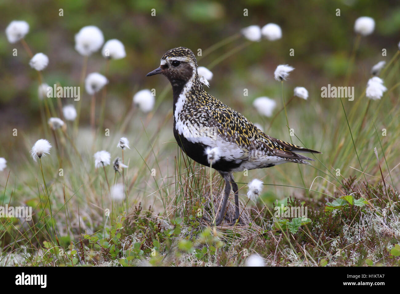 Tussock birds hi-res stock photography and images - Alamy