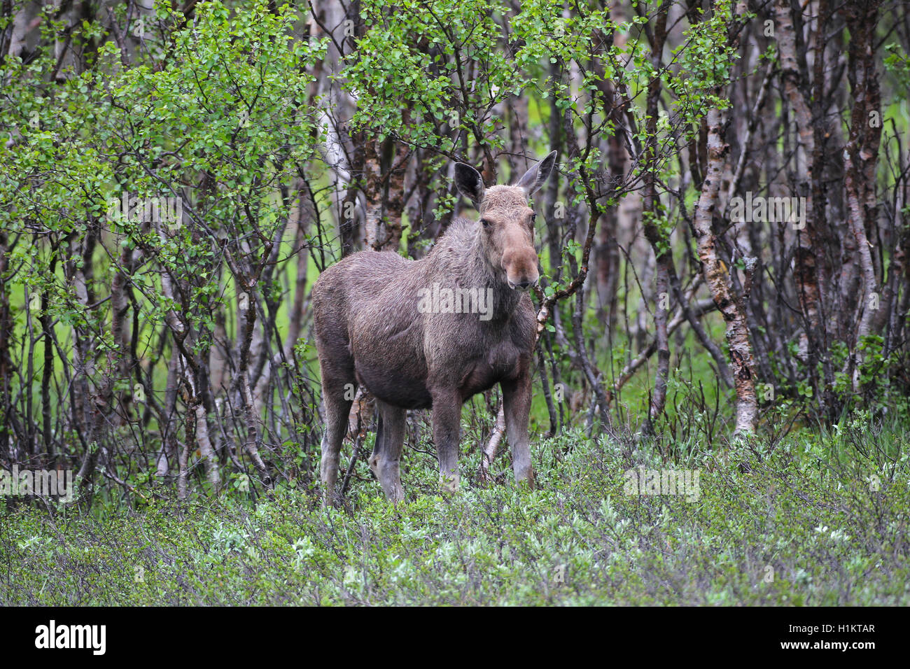 Cow in natural habitat hi-res stock photography and images - Alamy