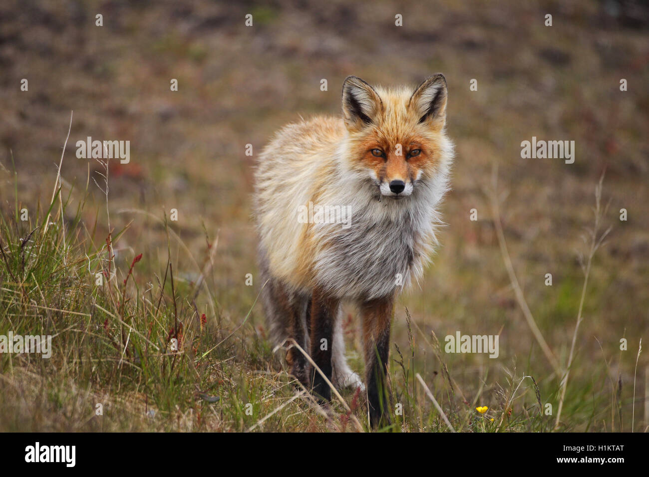 Tundra fox hi-res stock photography and images - Alamy
