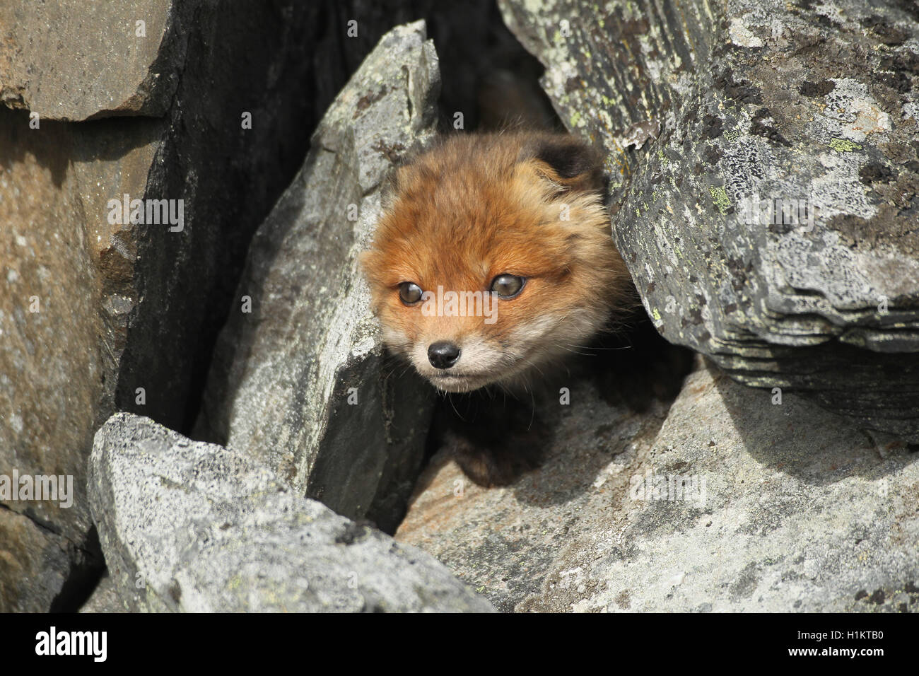 Coastal Range Animals