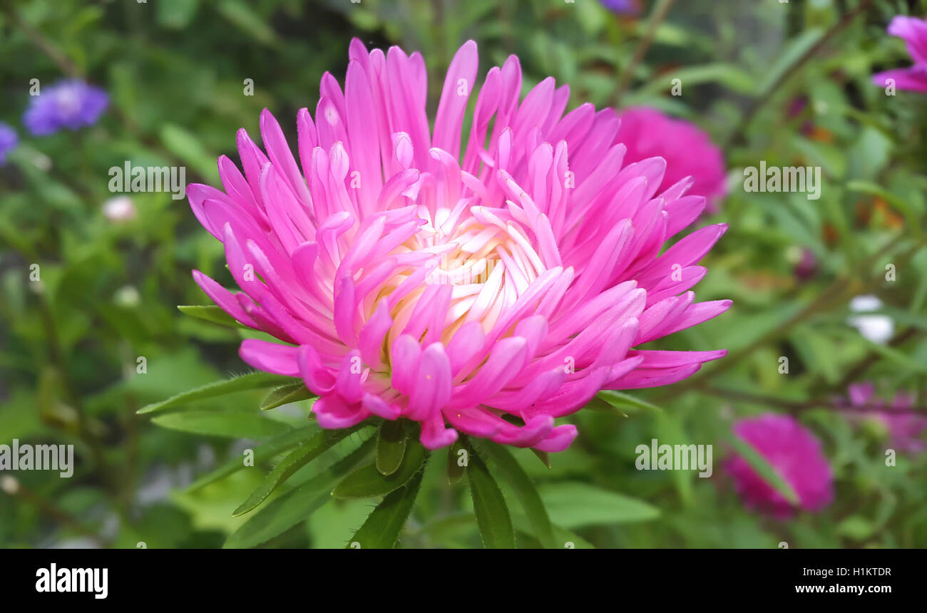 Petal season hi-res stock photography and images - Alamy