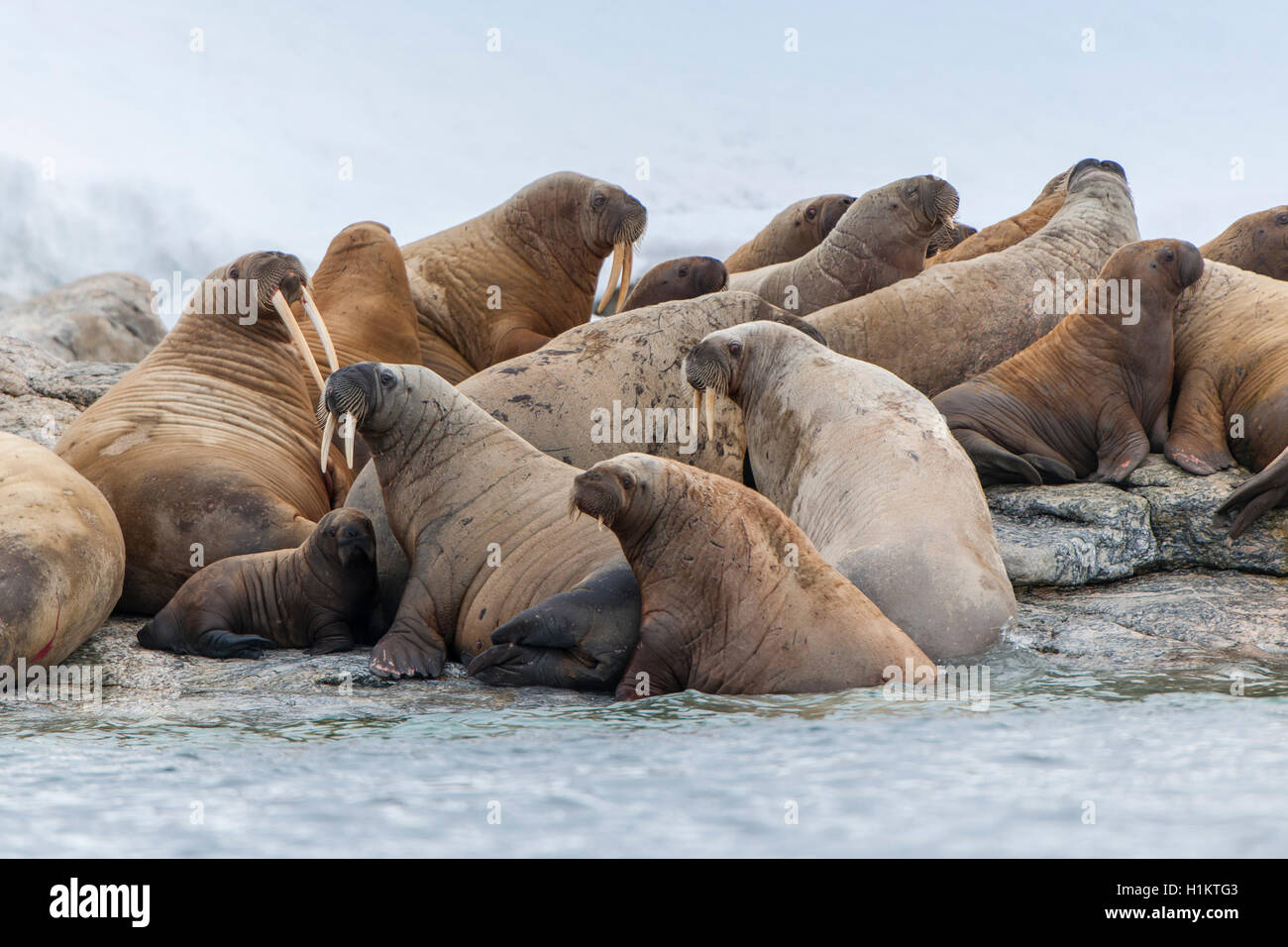 Walross, Odobenus rosmarus Stock Photo - Alamy