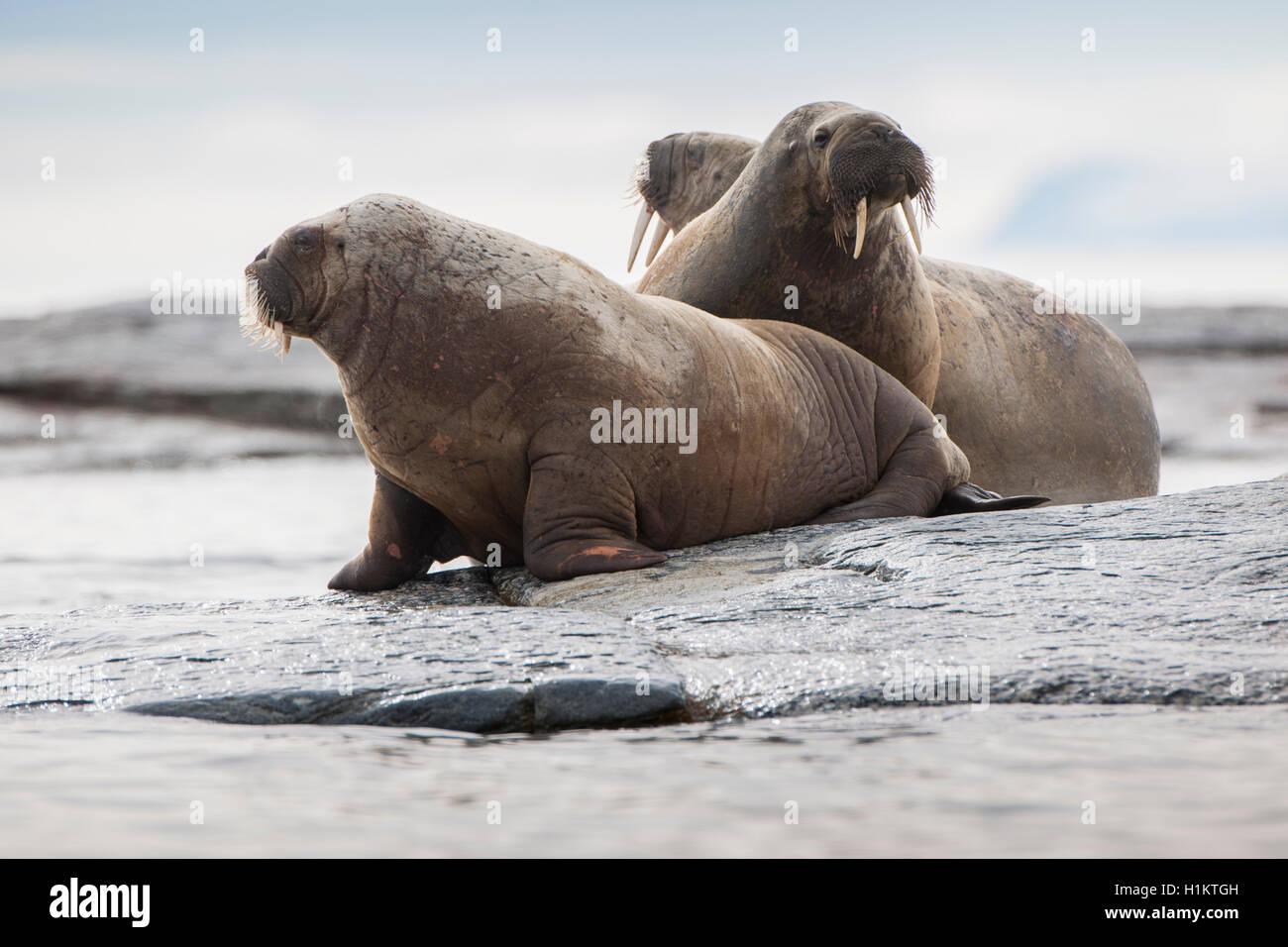 Walross, Odobenus rosmarus Stock Photo - Alamy