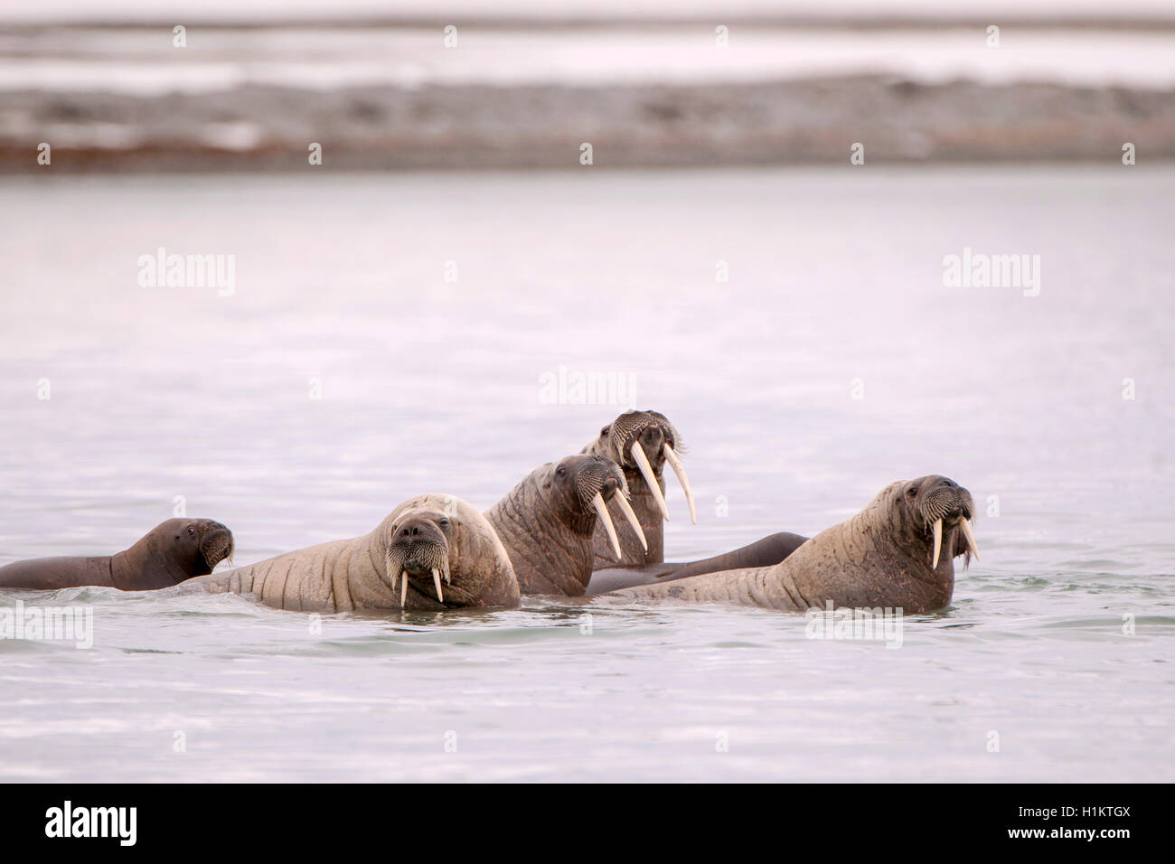 Walross, Odobenus rosmarus Stock Photo - Alamy