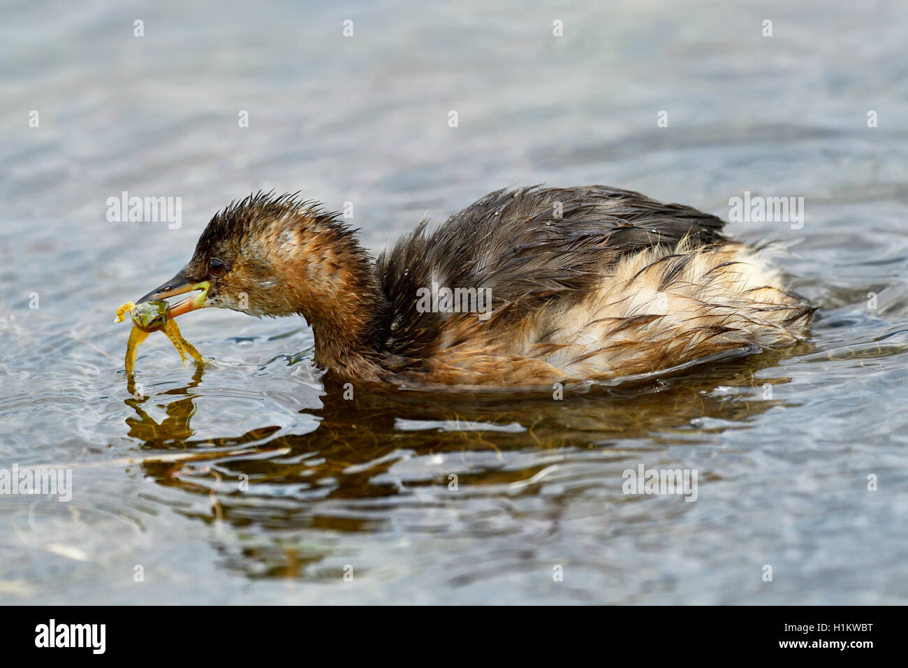 Little Grebe (Tachybaptus ruficollis), juvenile with a water frog in ...