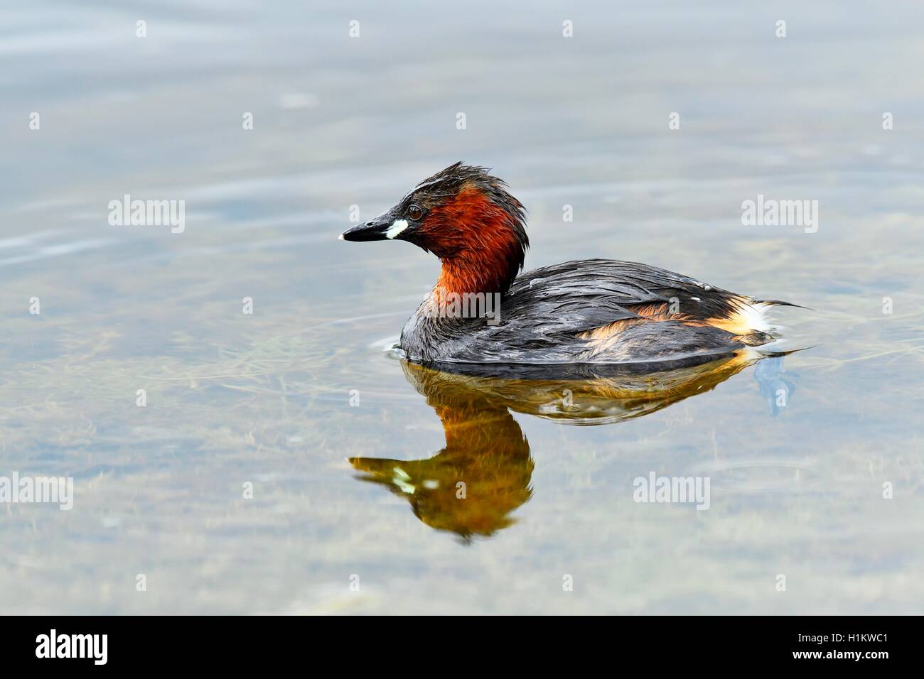 Little Grebe (Tachybaptus ruficollis) in the water, Canton of Neuchâtel ...