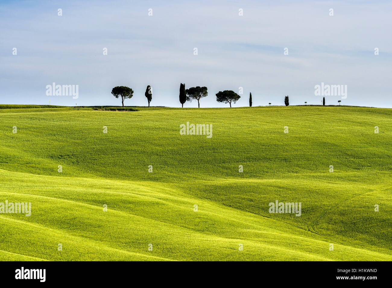 Typical green Tuscan landscape in Val d’Orcia with fields, pine trees ...