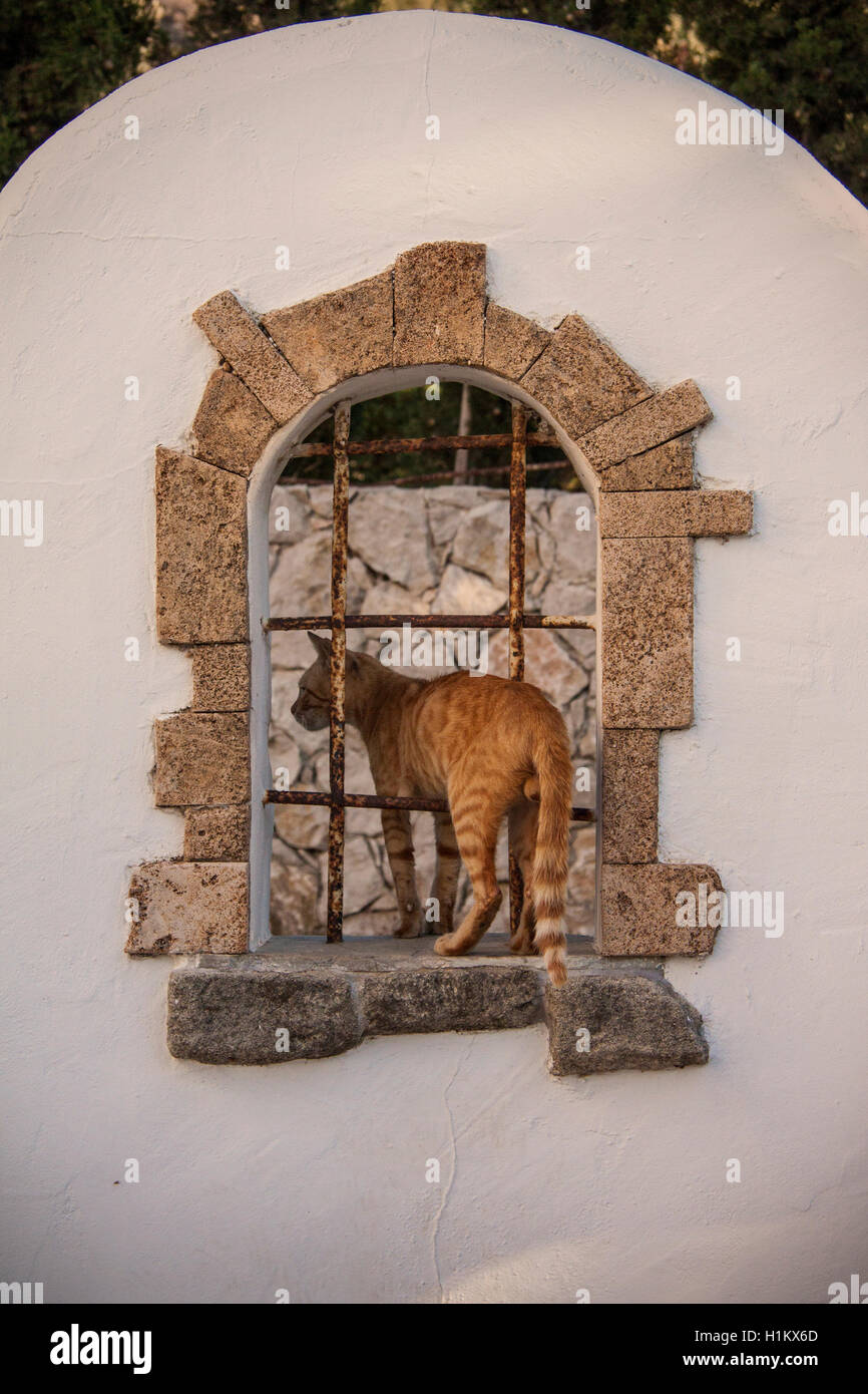 Cat looking through a window in a wall Stock Photo - Alamy