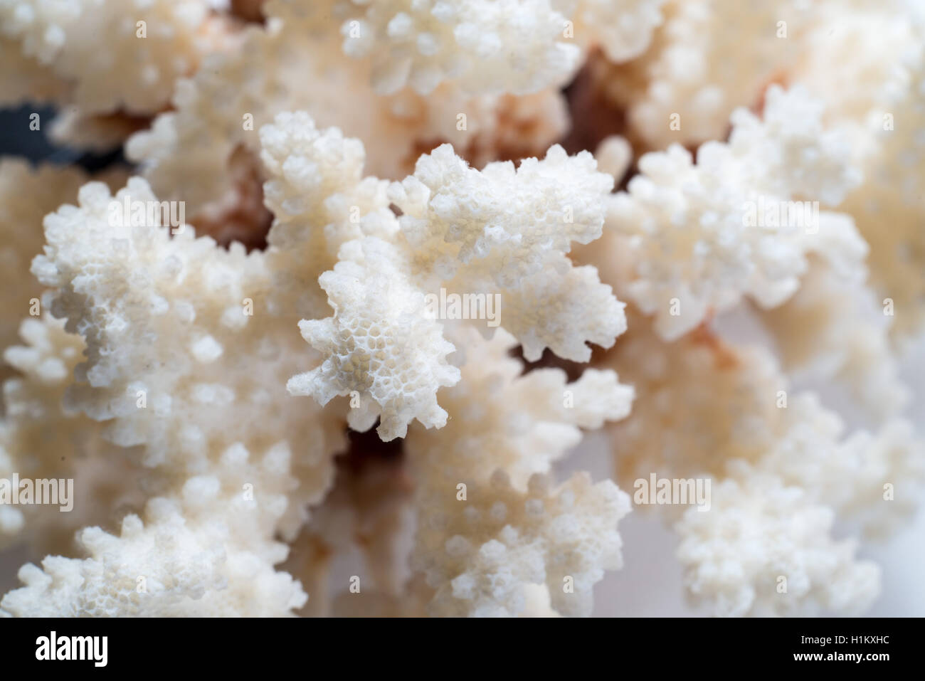 White coral ocean hi-res stock photography and images - Alamy